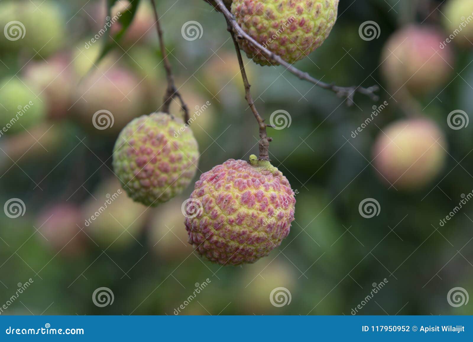 Fruit De Litchis Sur L'arbre Photo stock - Image du ingrédient ...