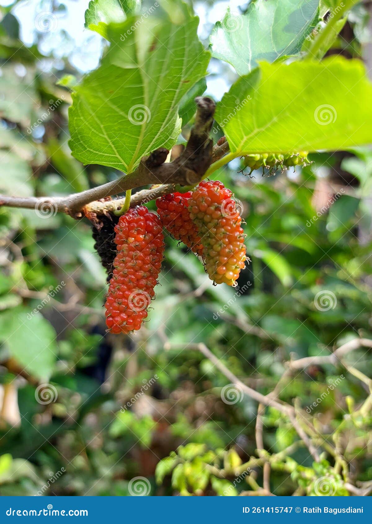 Fruit de morus alba image stock. Image du fruits, arbre - 261415747