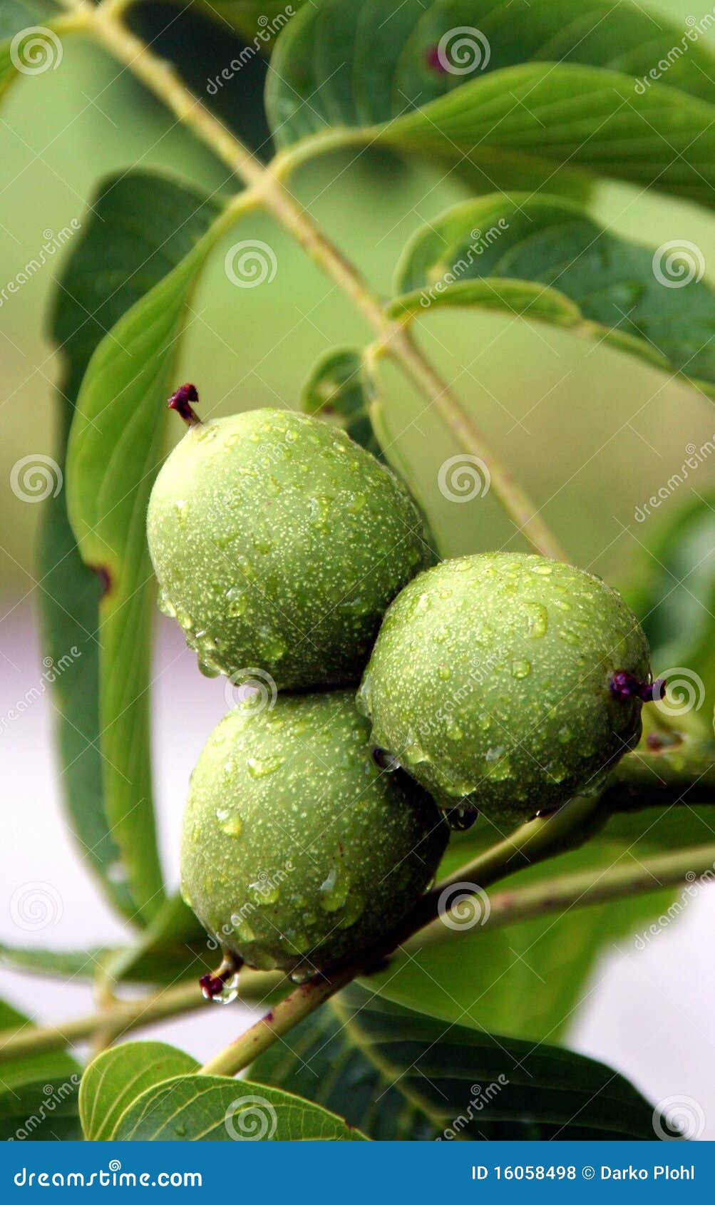 Fruit de noix sur l'arbre photo stock. Image du vert - 16058498