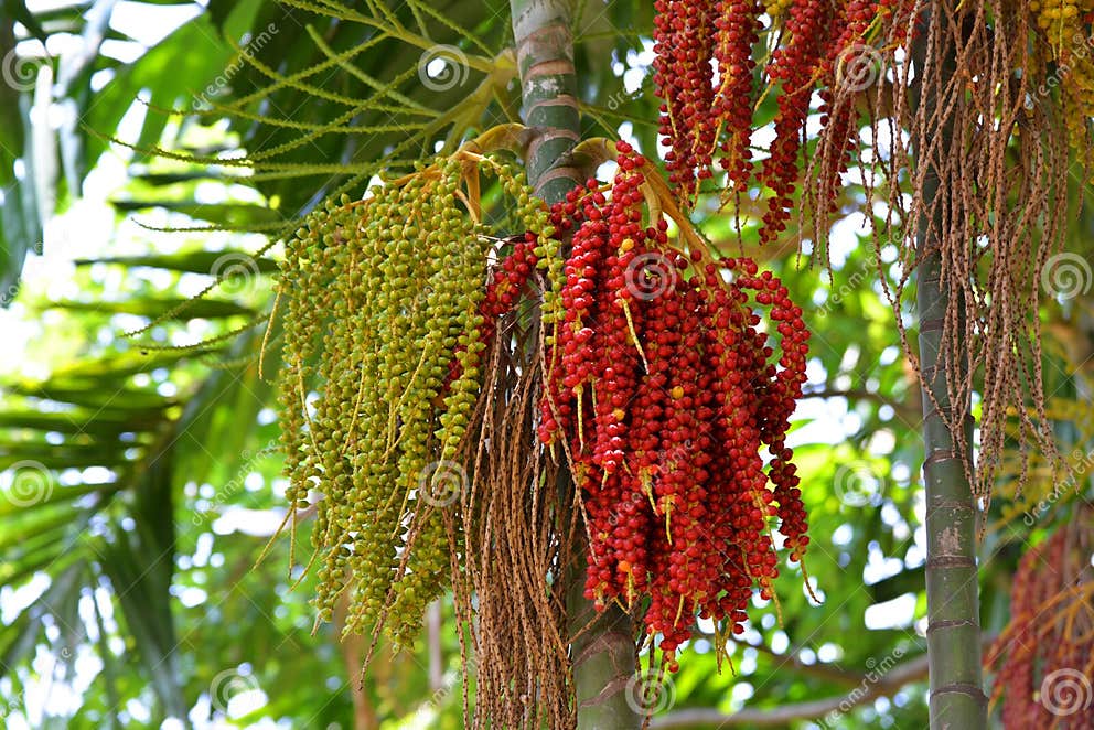Fruit de palmier royal photo stock. Image du centrale - 53528816