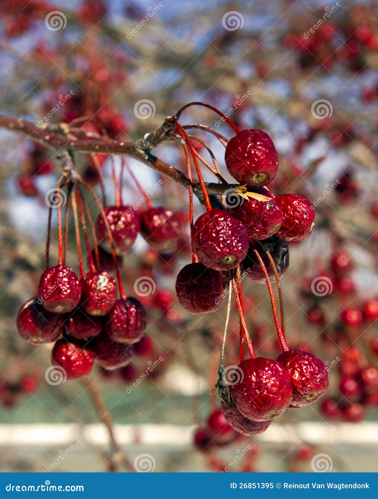 Fruit De Pomme Sauvage En Hiver Image stock - Image du brindille ...