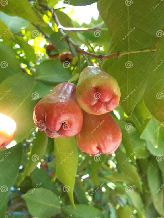 Fruit De Pommes De Rose Rouge Java Photo stock - Image du couleur ...