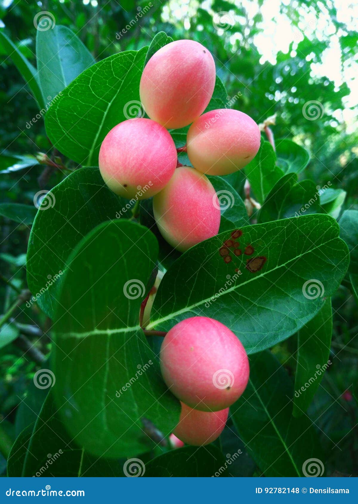 Fruit De Quetsche Au Sri Lanka Photo stock - Image du arbre, fruits ...