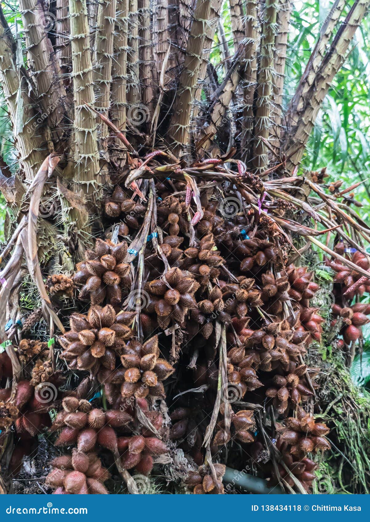 Fruit De Salacca Ou Arbre De Salak Photo stock - Image du poilu, arbre ...