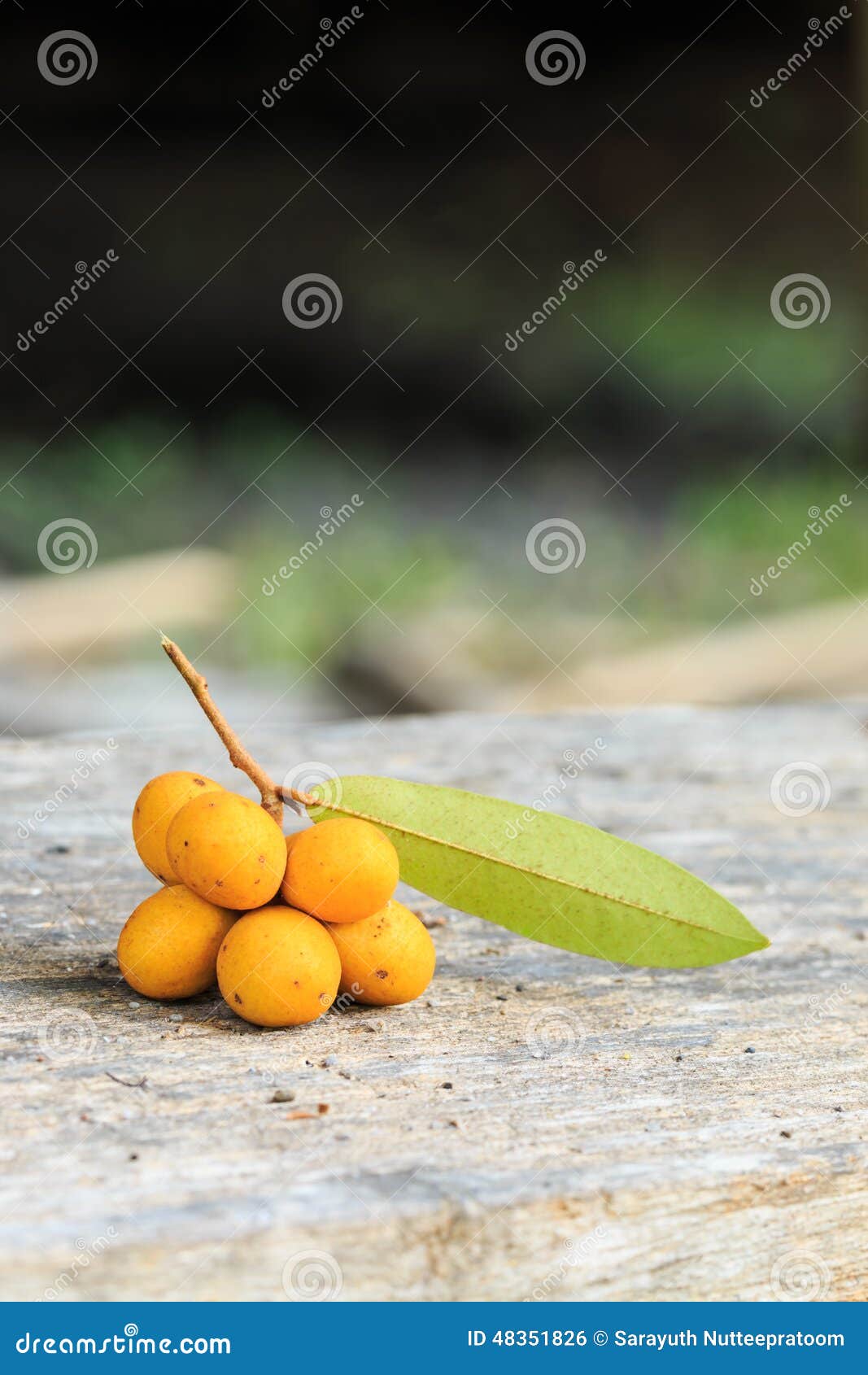 Fruit De Scheff De Siamensis De Rauwenhoffia Photo stock - Image du ...