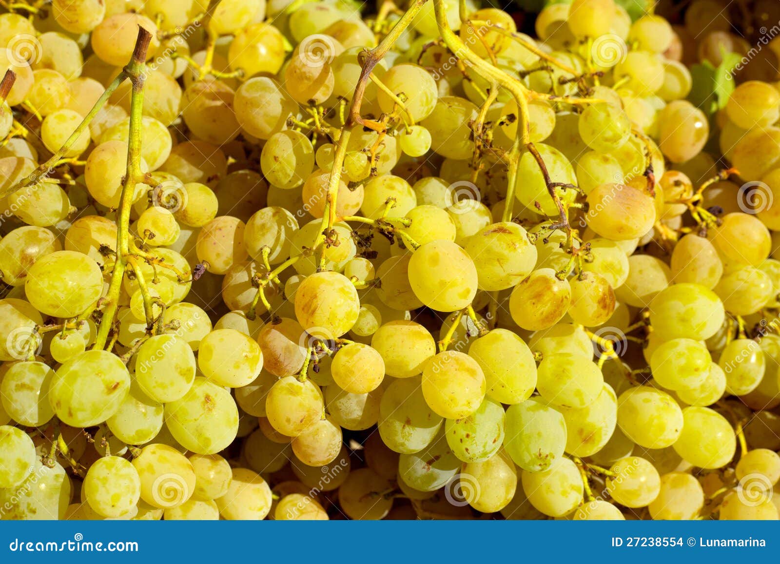 Fruit De Vert Jaune De Raisin De Moscatel De Muscat Photo stock - Image ...