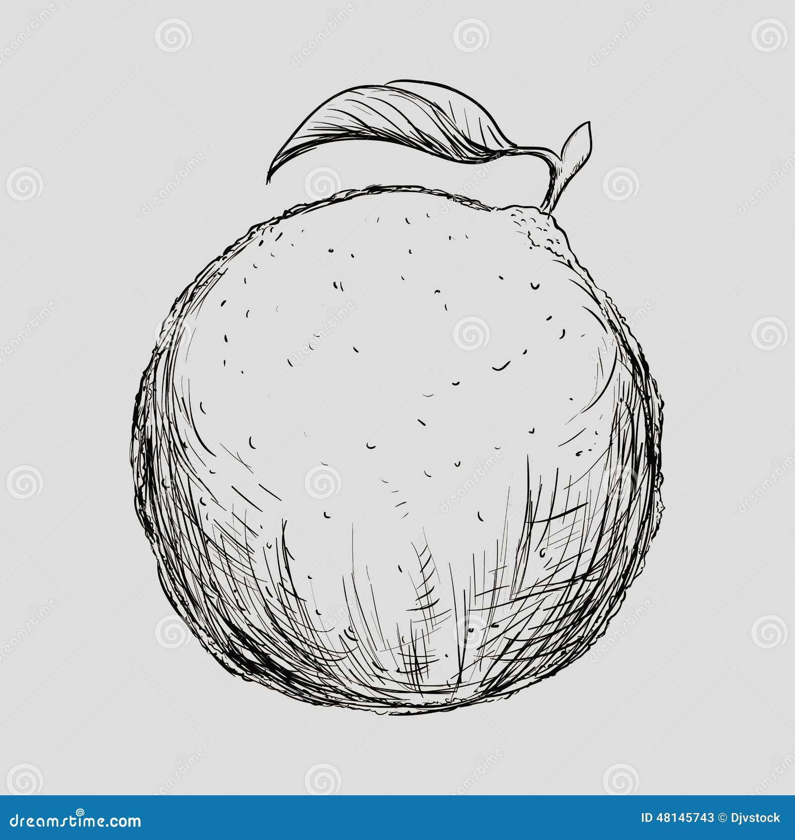 Fruit drawn design stock vector. Illustration of isolated - 48145743