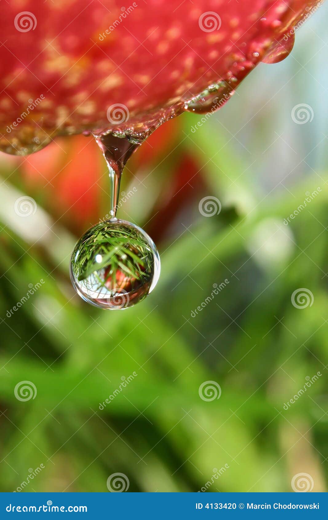 Fruit drop. stock photo. Image of reflection, water, sphere - 4133420