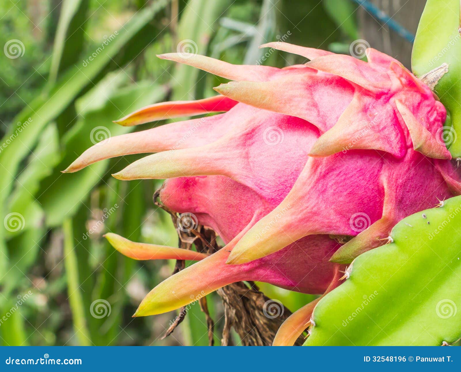 Fruit Du Dragon Sur L'arbre Photo stock - Image du macro, frais: 32548196