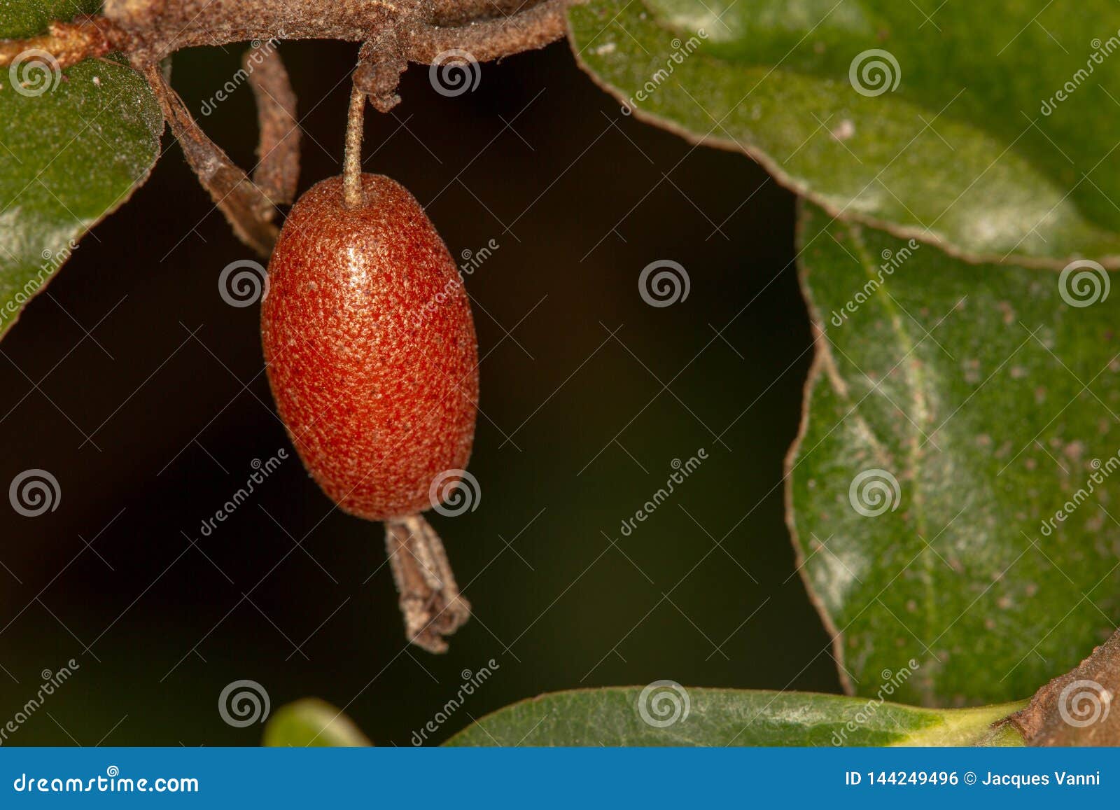 Fruit of Elaeagnus Macrophylla Stock Photo - Image of fruit, close ...