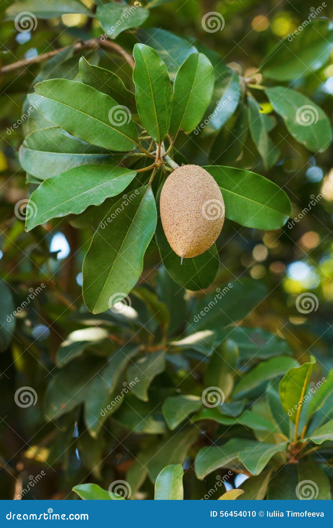 Zapote Tree
