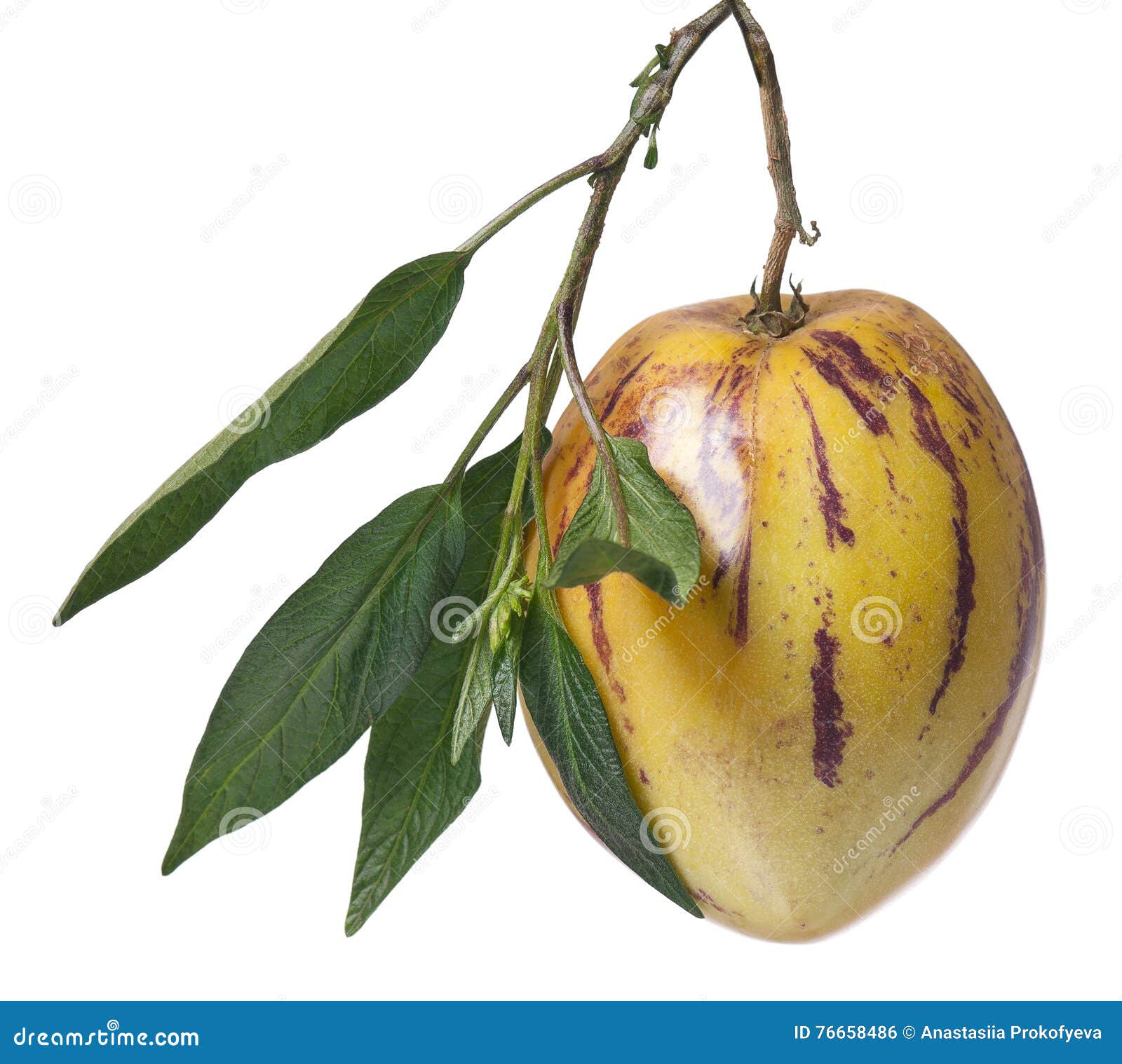 Fruit entier de pepino photo stock. Image du américain - 76658486