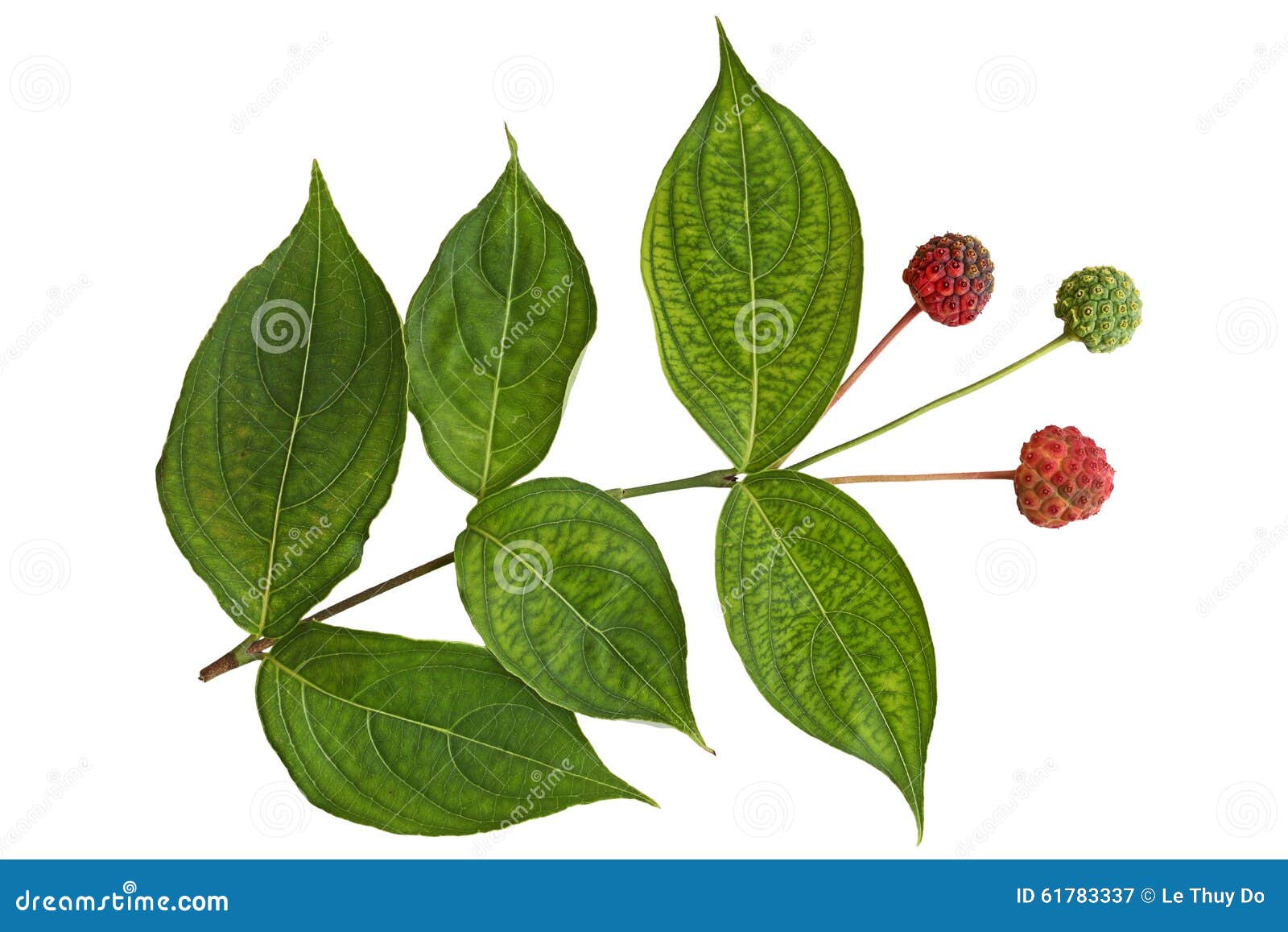 Fruit Et Feuille De Cornouiller De Kousa De Cornus Image stock - Image ...