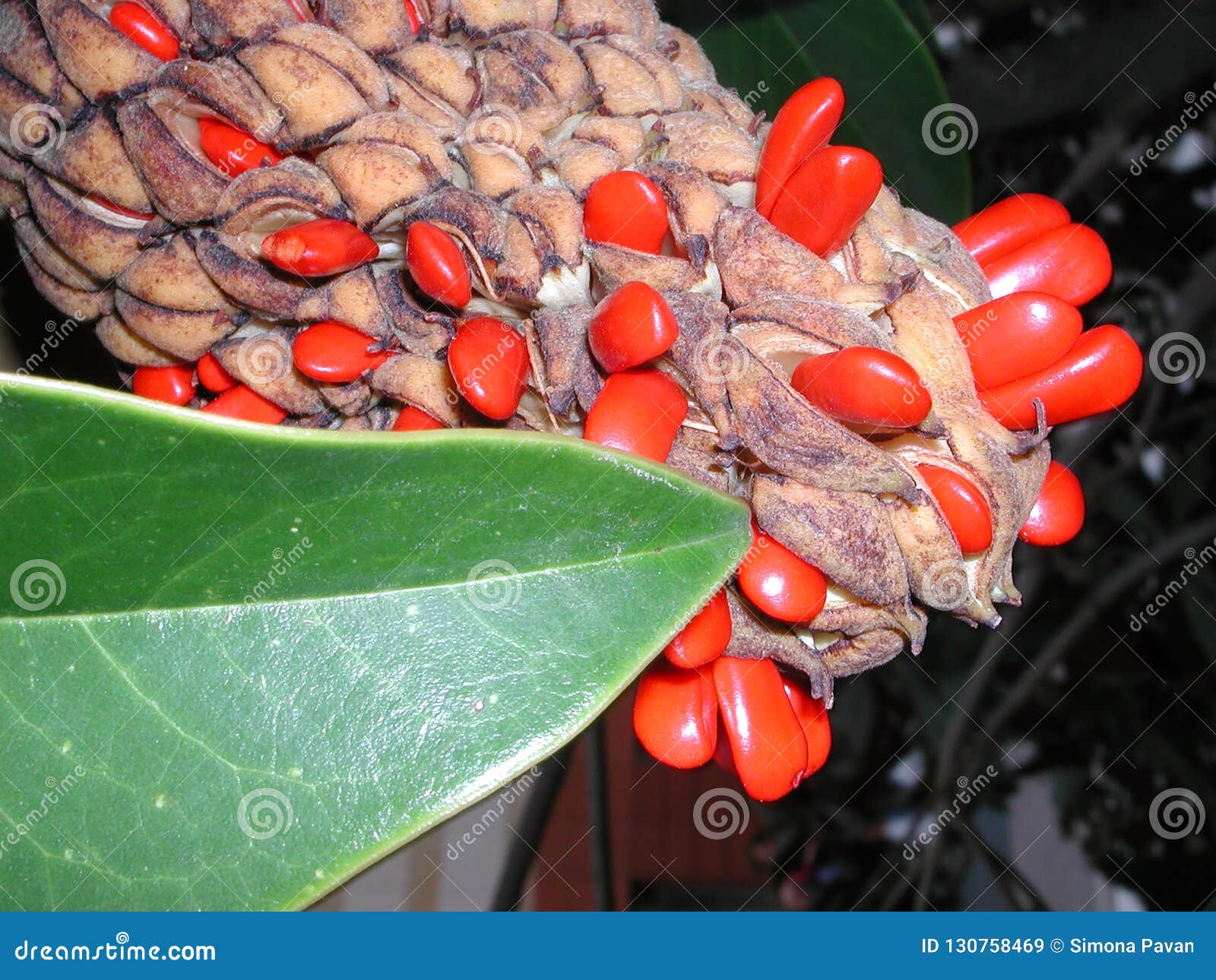Fruit Et Graines Rouges De Magnolia Grandiflora Image stock - Image du ...