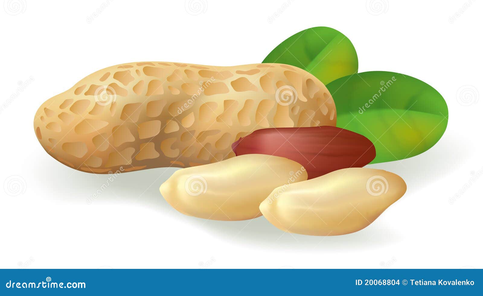 Fruit et lames d'arachide. illustration de vecteur. Illustration du ...