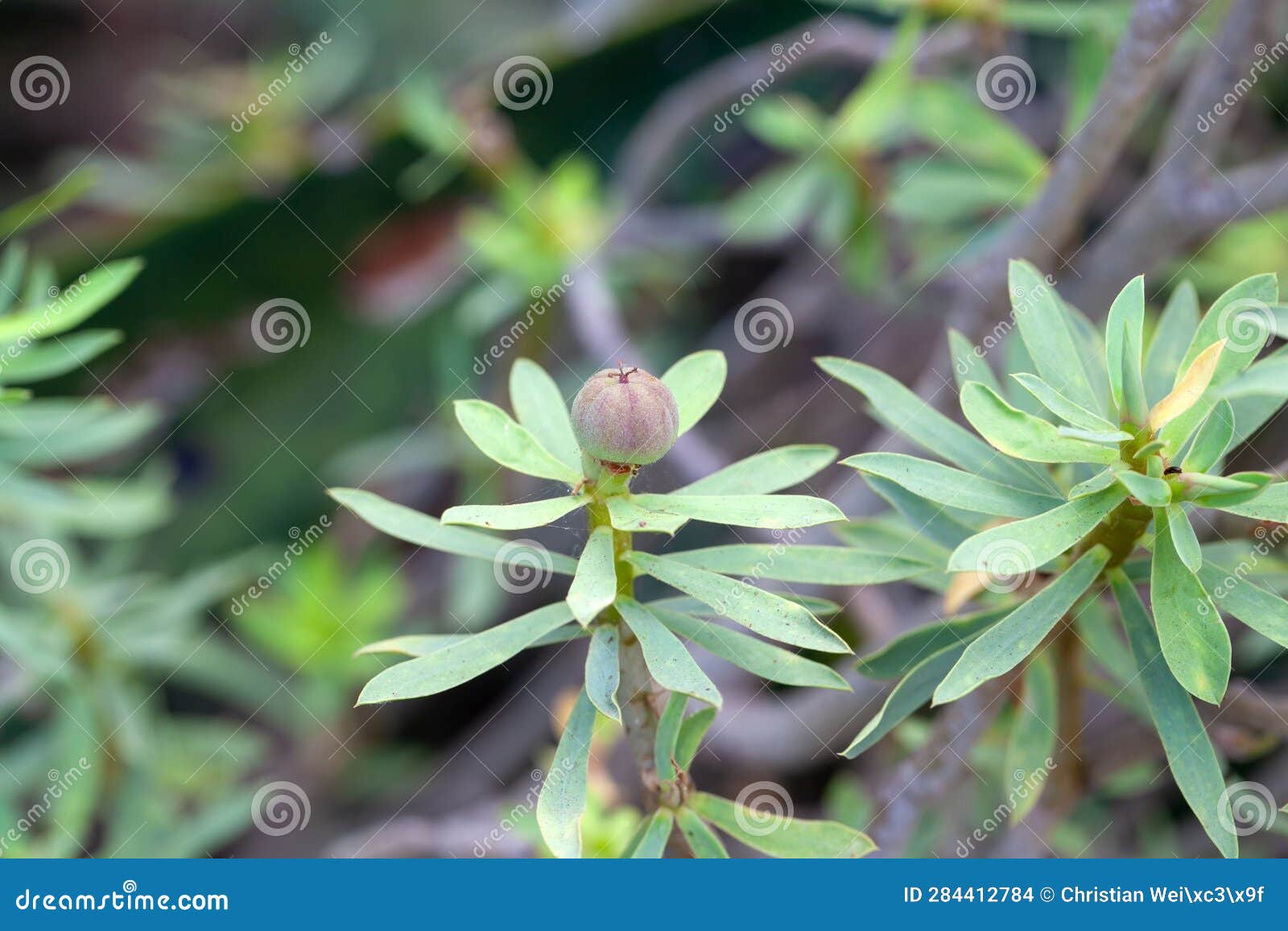 Fruit Of A Euphorbia Balsamifera Royalty-Free Stock Photo ...