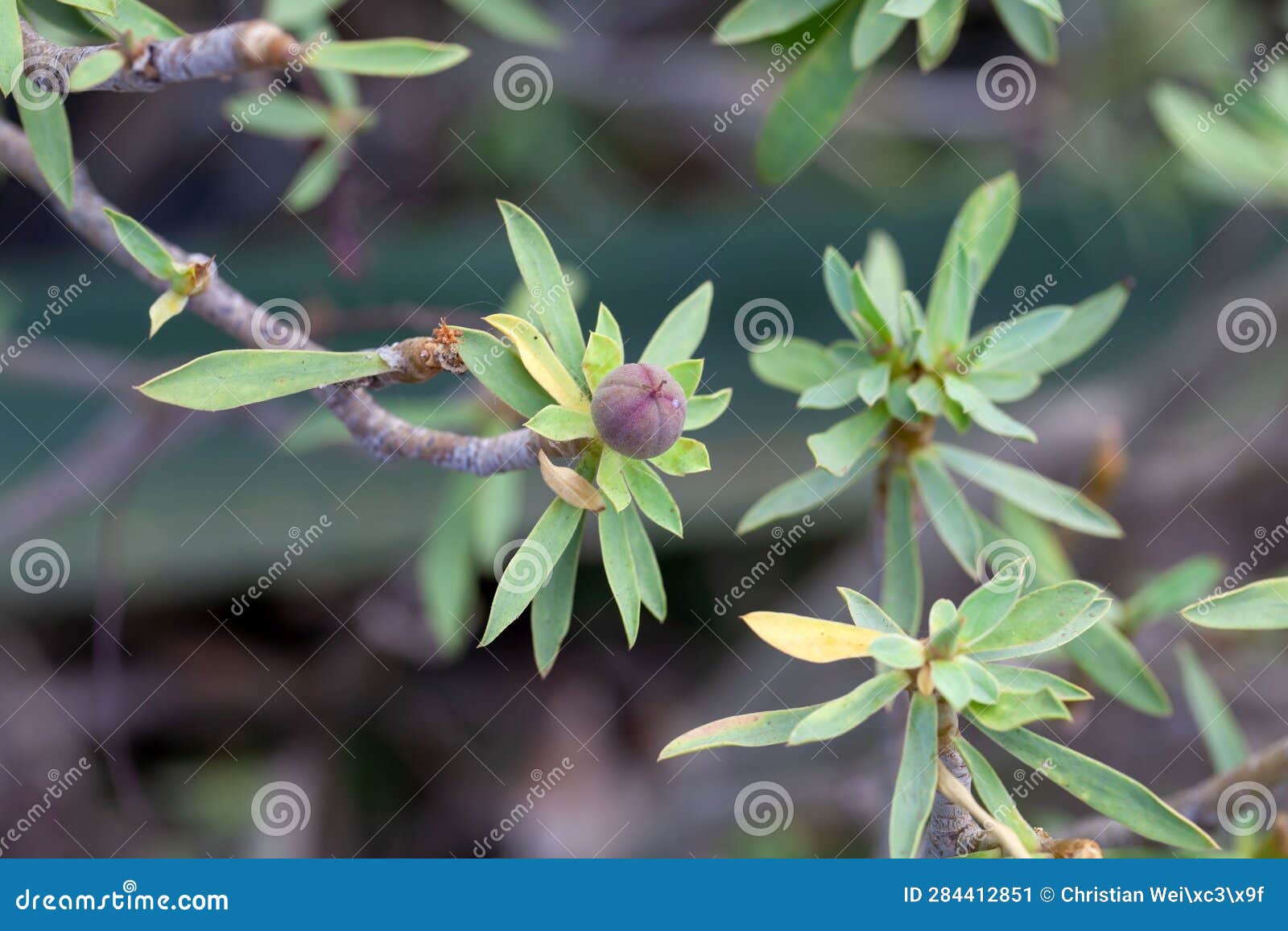 Fruit Of A Euphorbia Balsamifera Royalty-Free Stock Photo ...