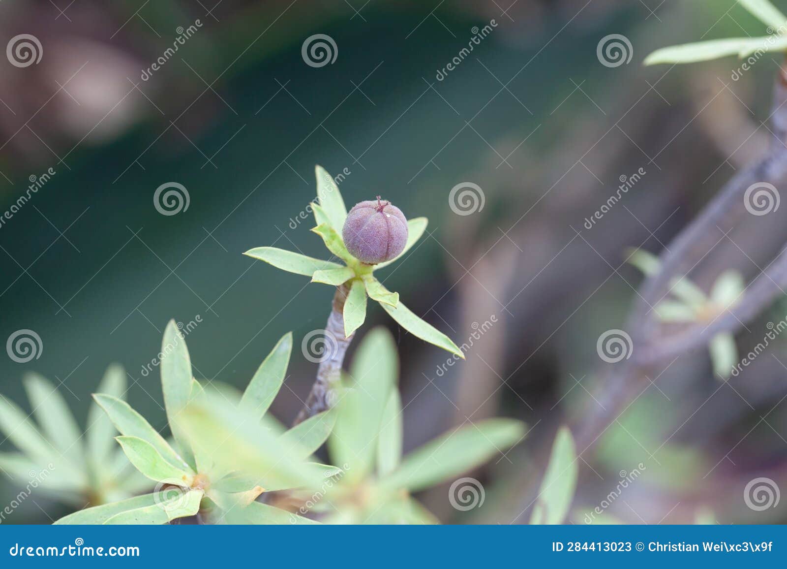 Fruit Of A Euphorbia Balsamifera Royalty-Free Stock Photo ...