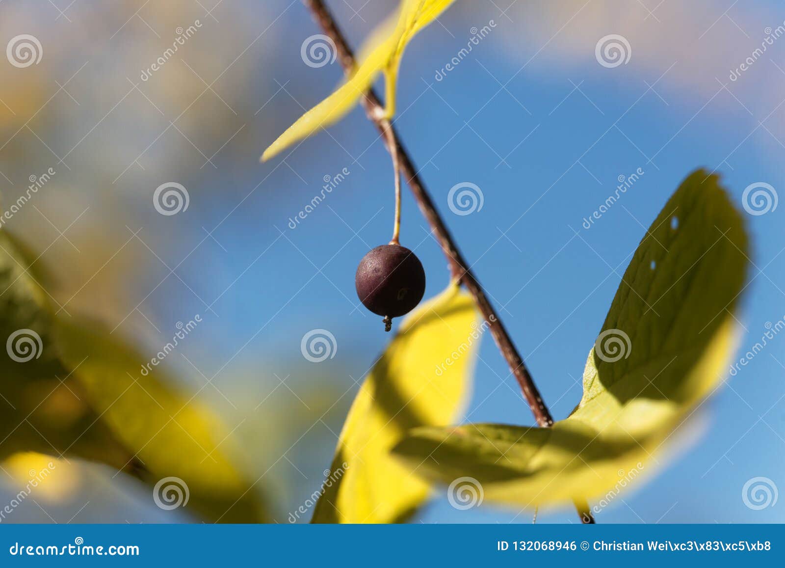 Fruit of a European Nettle Tree Celtis Australis Stock Photo - Image of ...