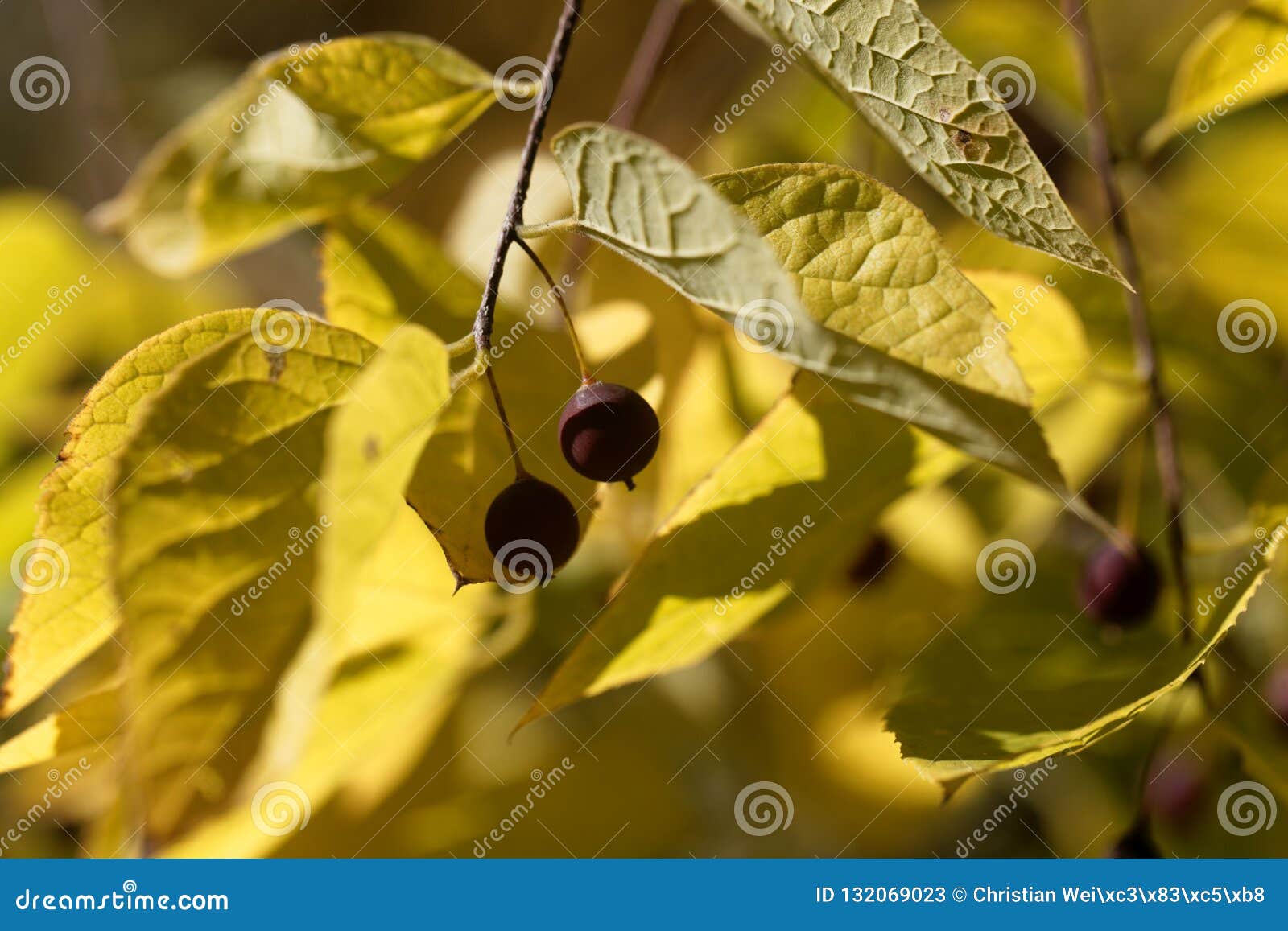 Fruit of a European Nettle Tree Celtis Australis Stock Image - Image of ...