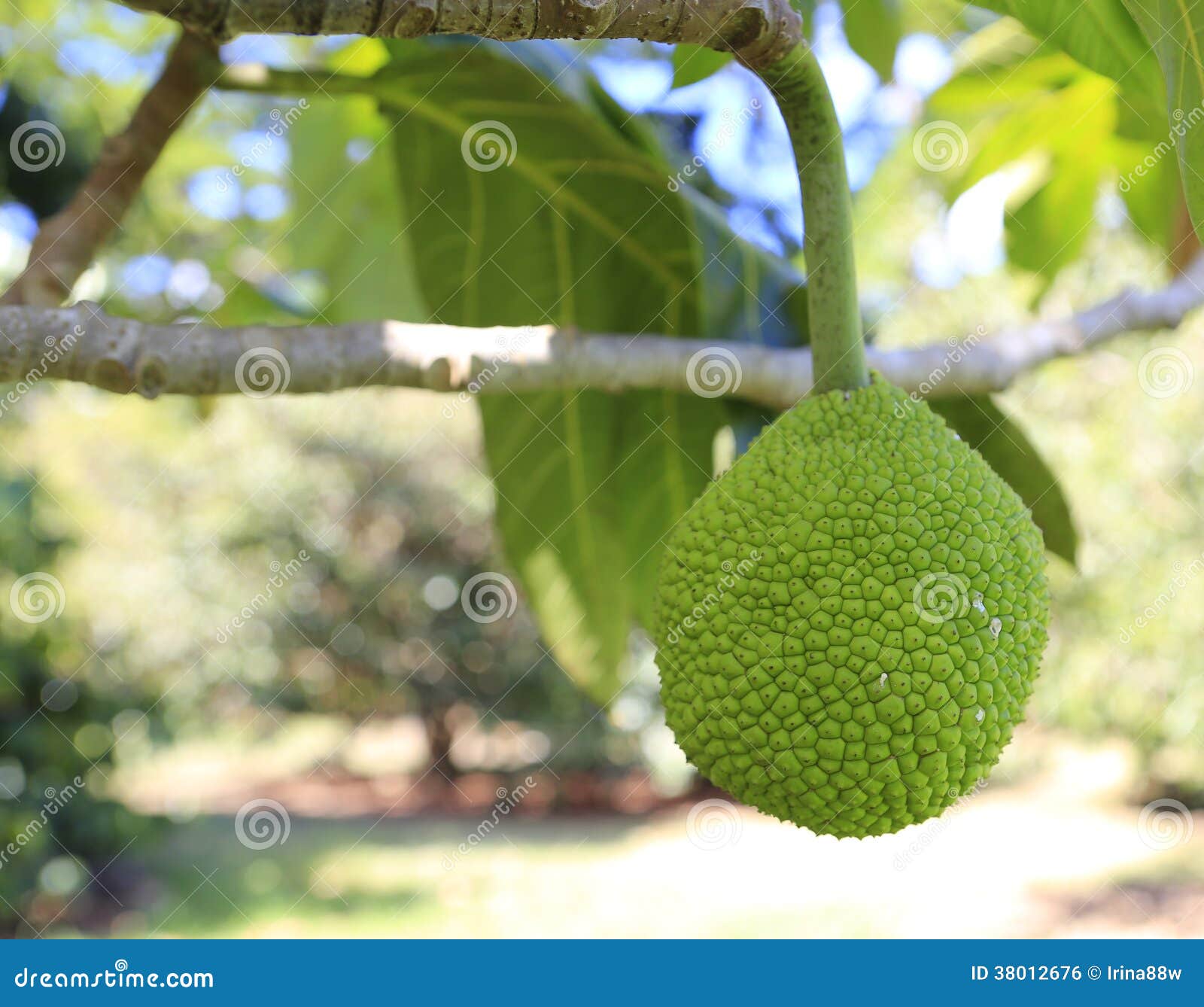 Fruit Exotique. Fuit De Pain Photo stock - Image du croissance, kauai ...