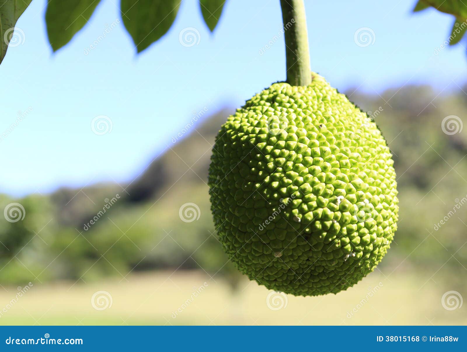 Fruit Exotique. Fuit De Pain Photo stock - Image du stationnement ...