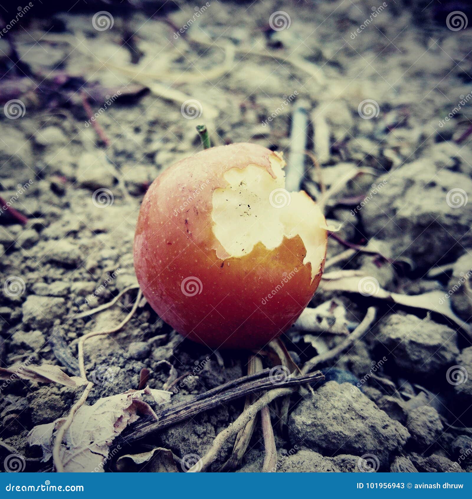 Kurdish stock image. Image of falling, kurdish, fruit - 101956943