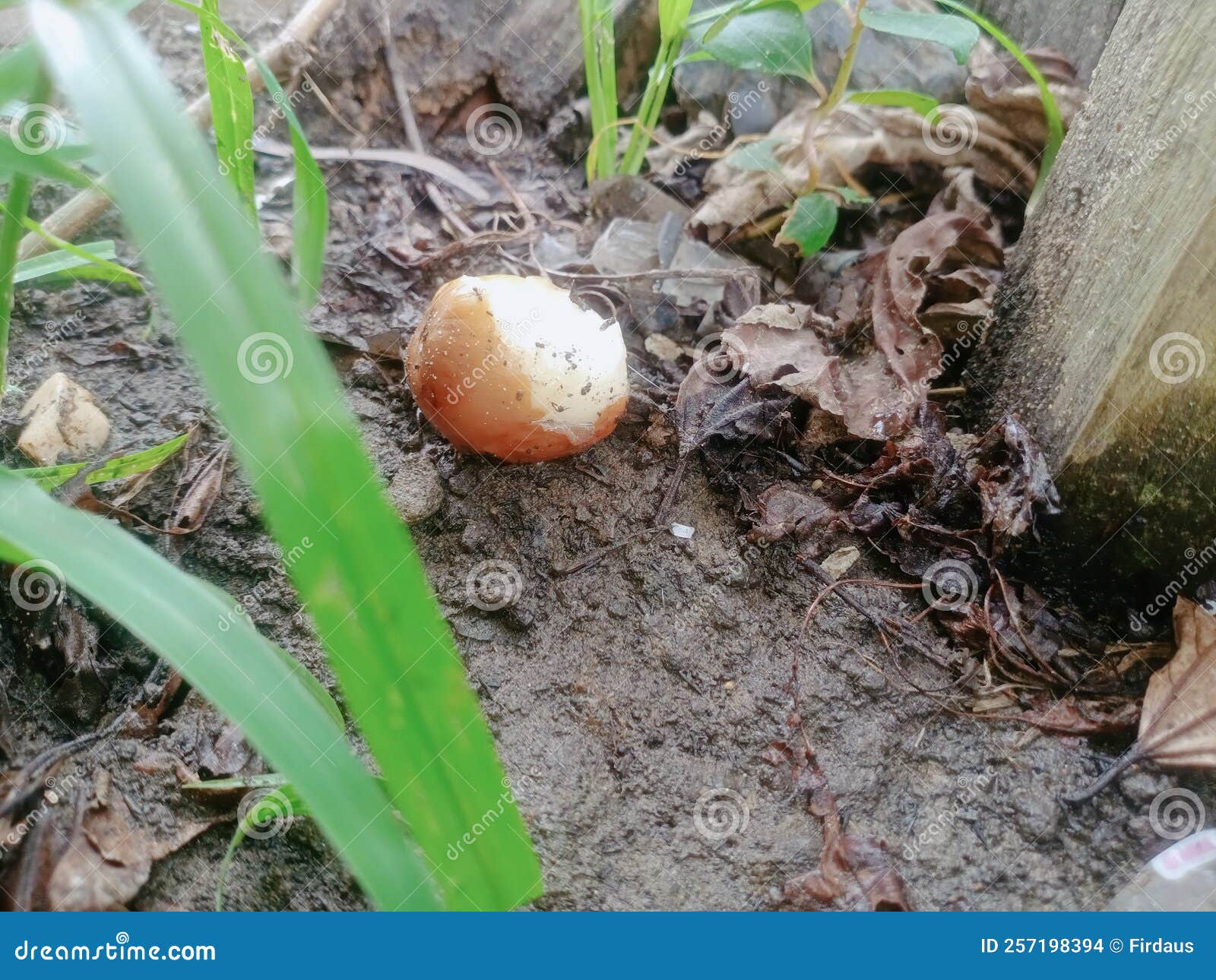 Fruit that Falls from the Tree Stock Photo - Image of apple, fall ...