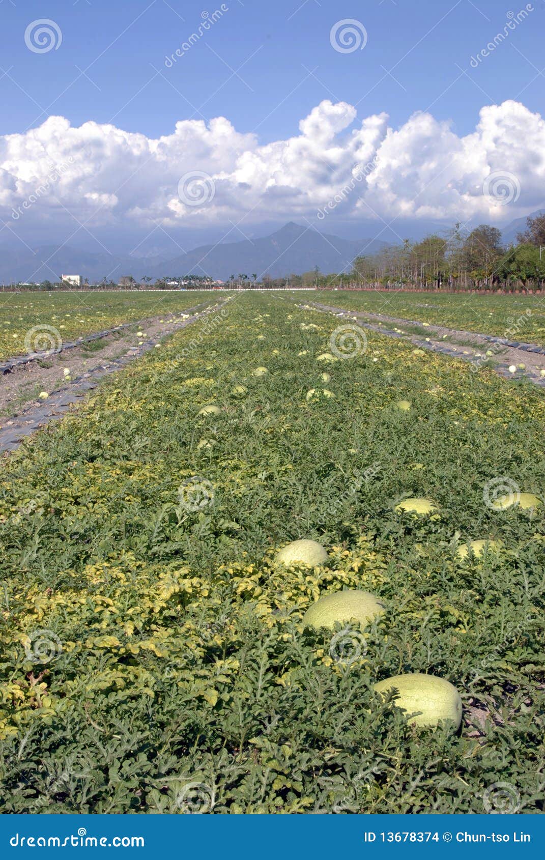 Fruit farm,watermelon . stock photo. Image of juicy, growth - 13678374