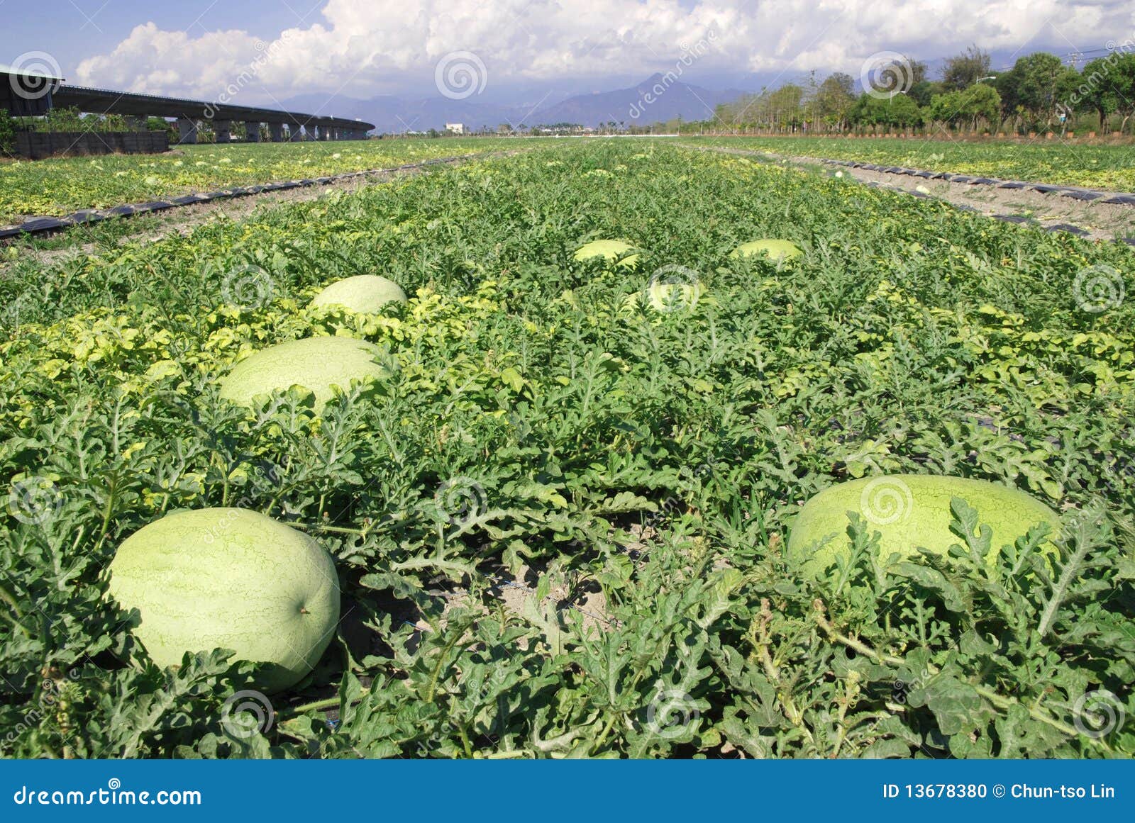 Fruit farm,watermelon . stock photo. Image of nature - 13678380