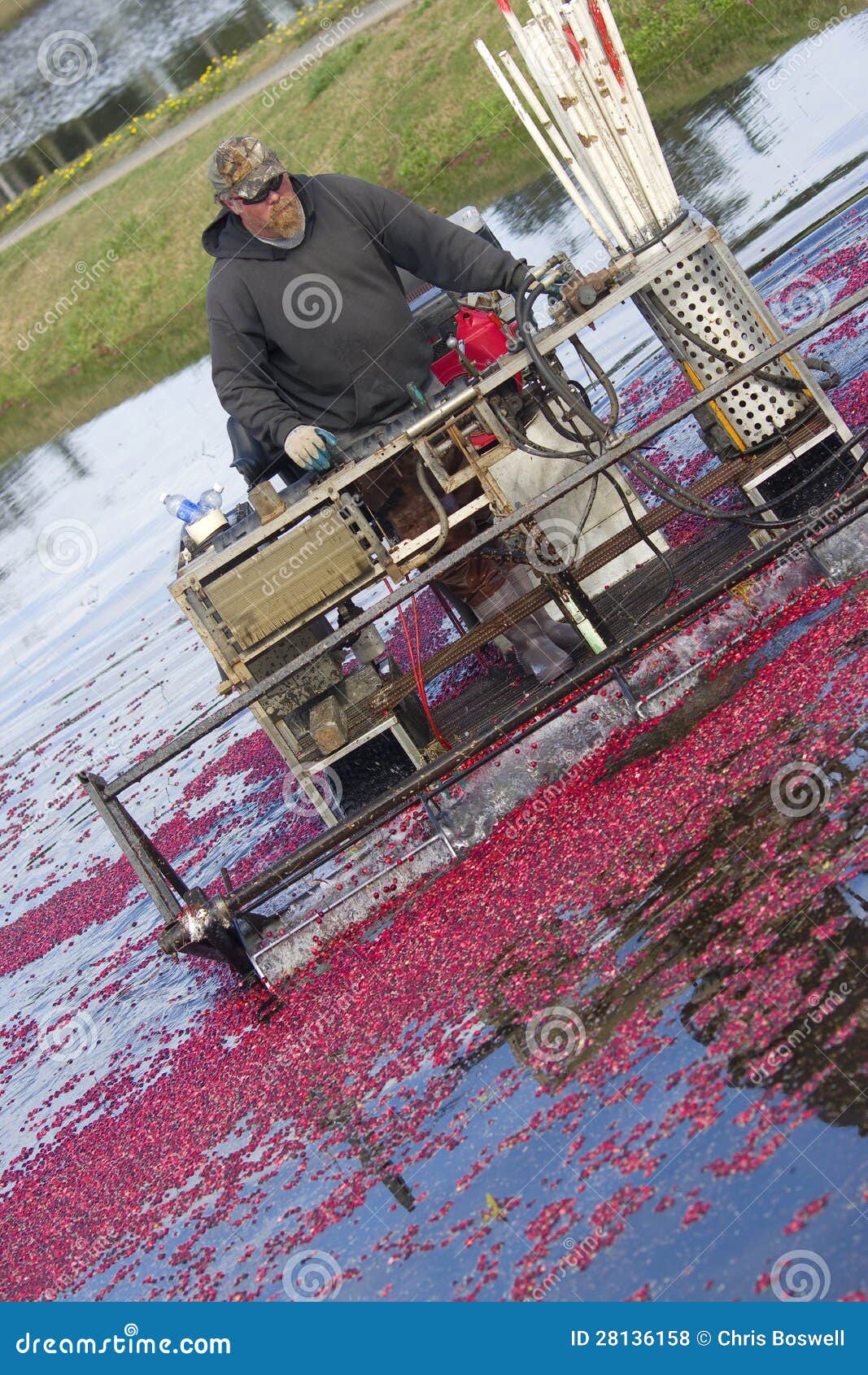 Fruit Farmer Prepares Cranberry Bog for Harvest Stock Photo - Image of ...