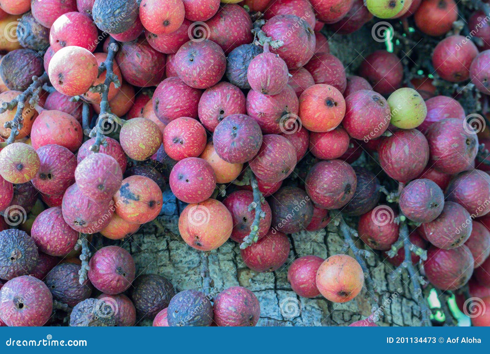Indian Fruit With Names