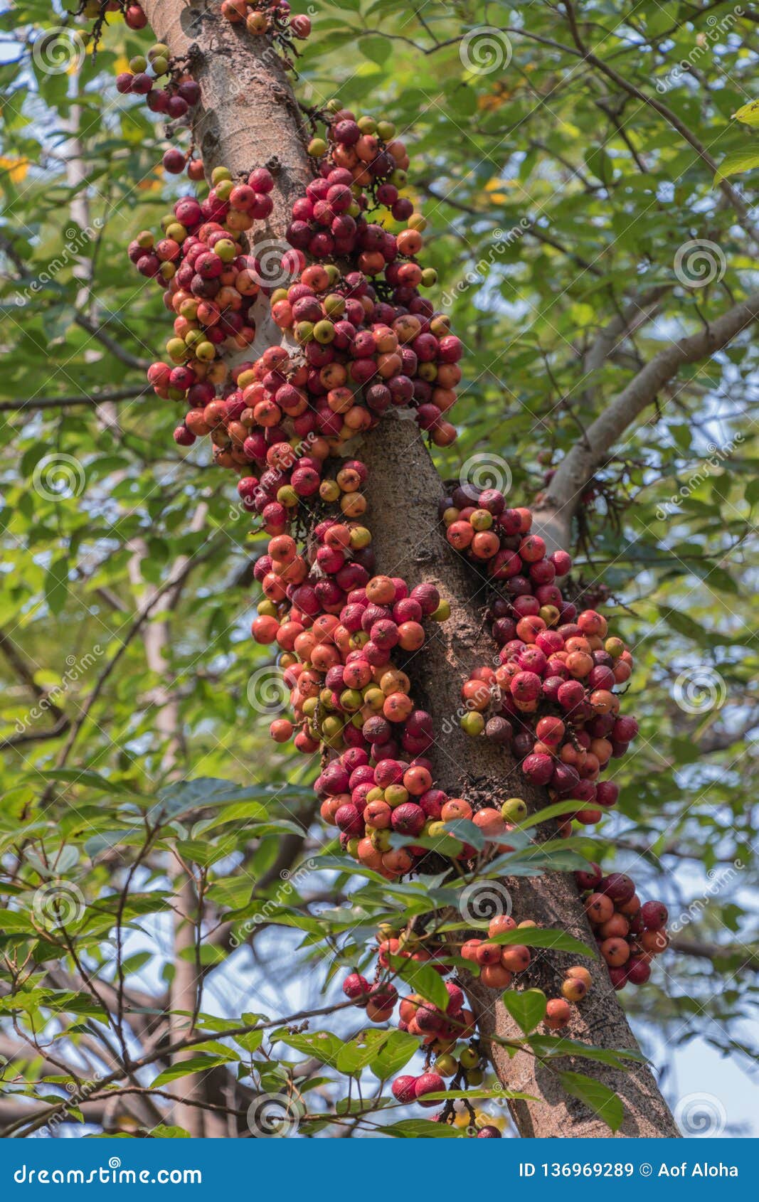 Cluster Fig Tree Of Gular Fig Tree Botanical Name Is Ficus Racemosa In Natural Garden Royalty