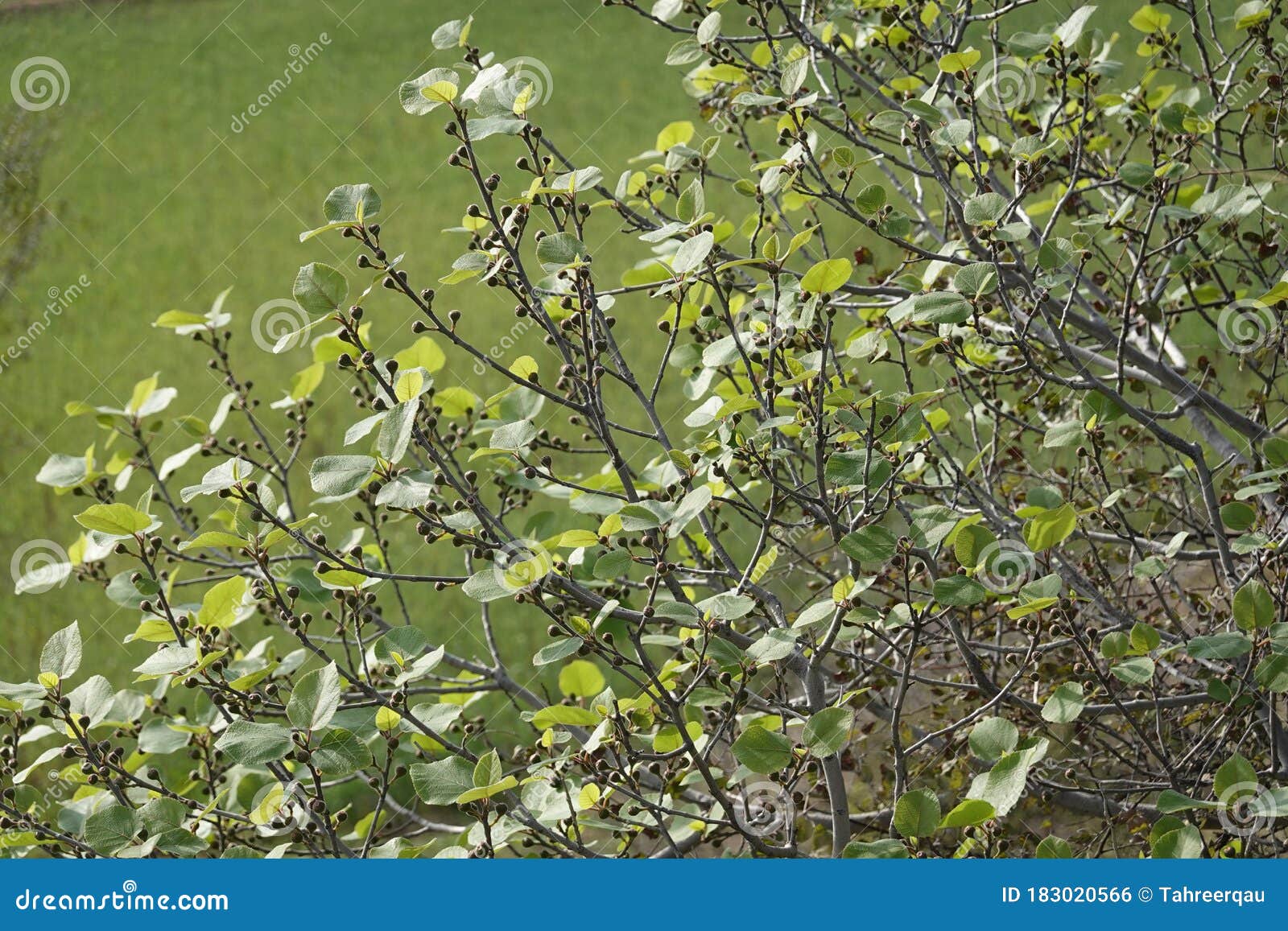 Fruit on fig tree stock photo. Image of blossom, deciduous - 183020566