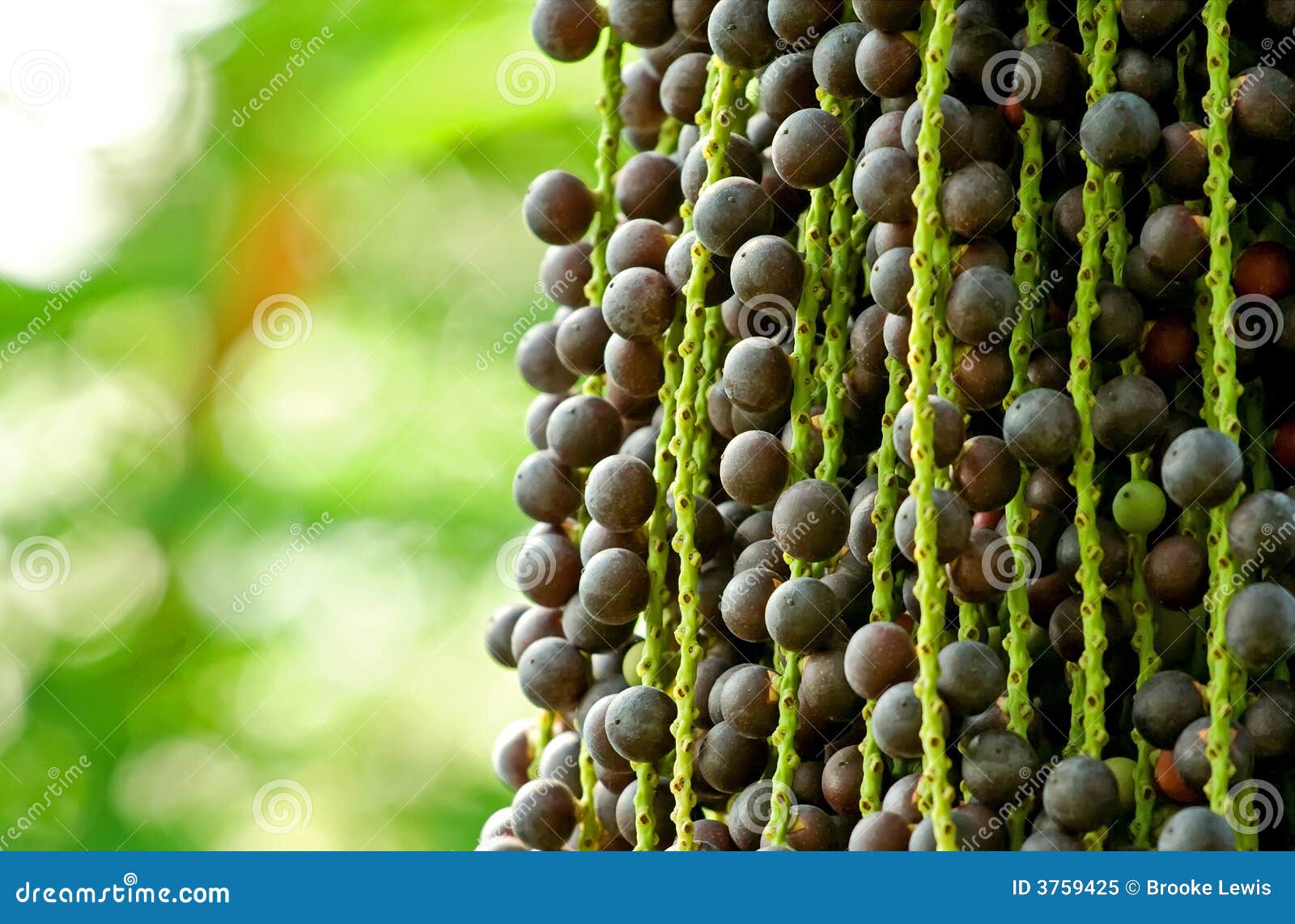 Fruit of Fishtail Palm stock image. Image of growth, green - 3759425