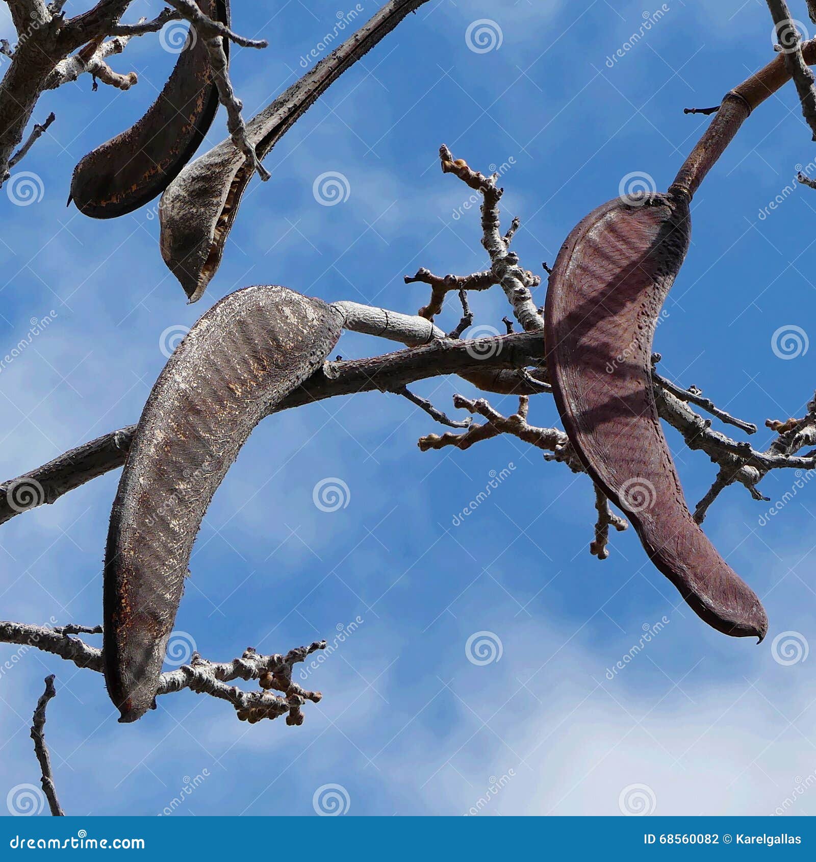 Fruit flamboyant photo stock. Image du fleur, graine - 68560082