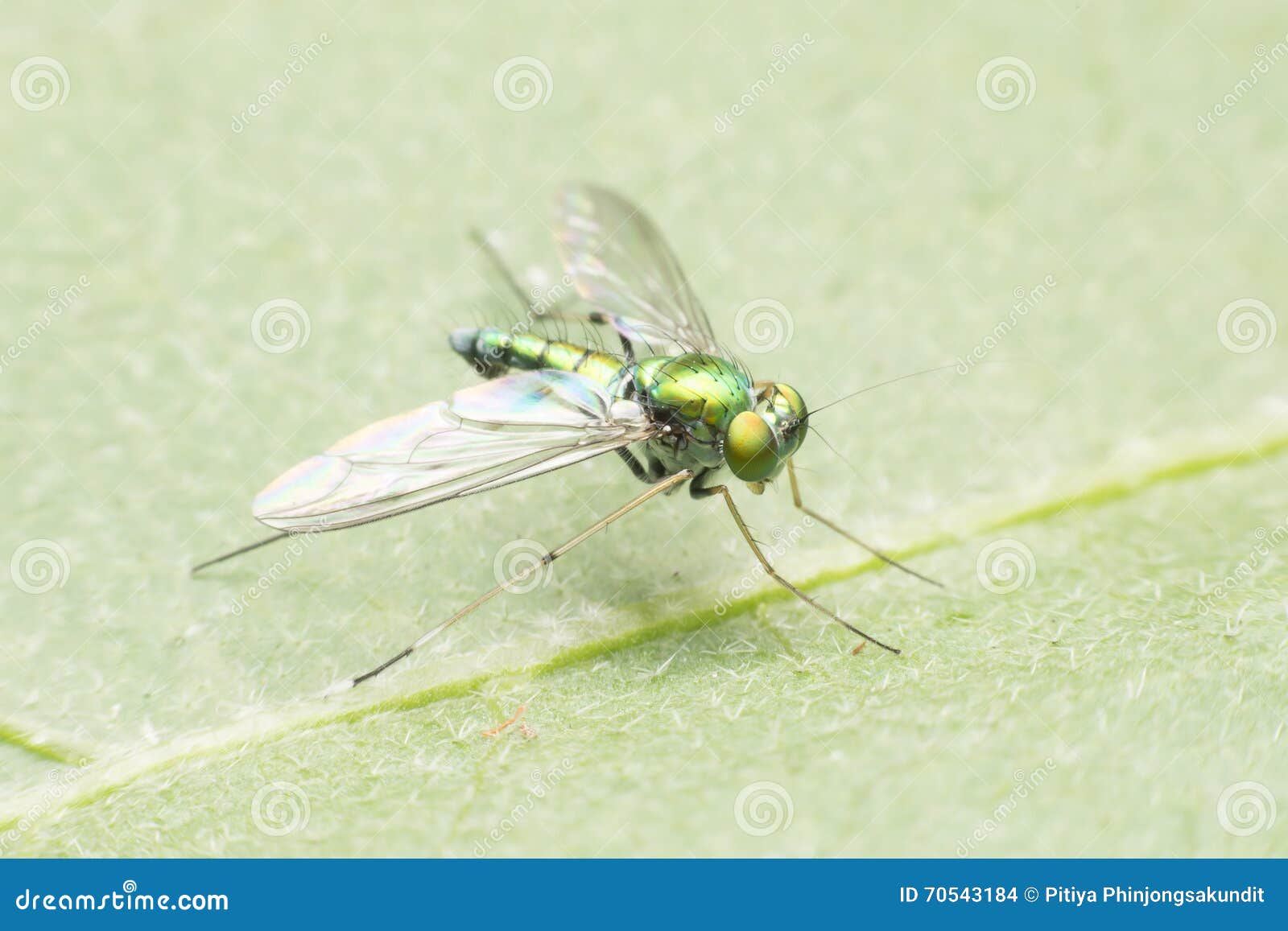 Fruit flies stock photo. Image of macro, fruit, files - 70543184