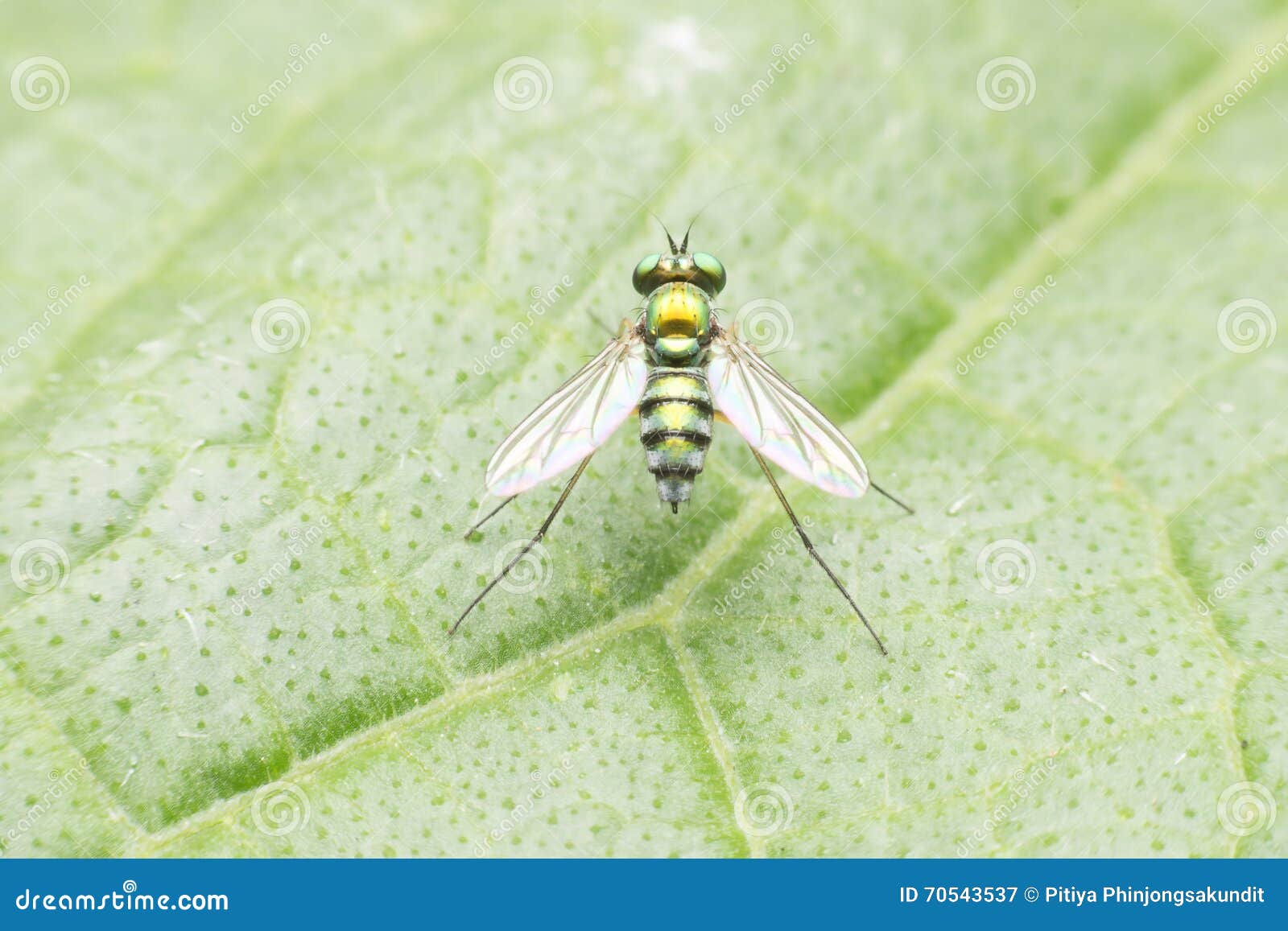Fruit flies stock image. Image of macro, fruit, flies - 70543537