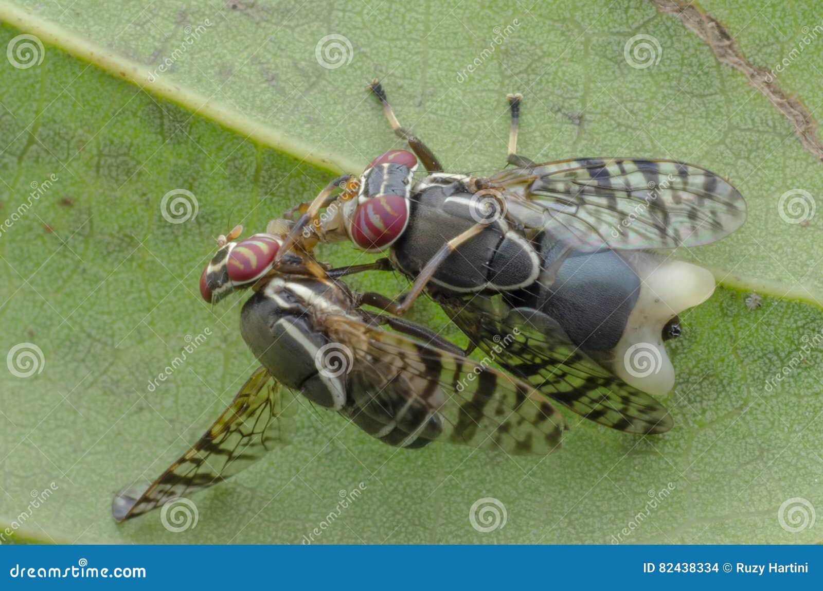 Fruit flies stock photo. Image of behaviour, types, kissing - 82438334