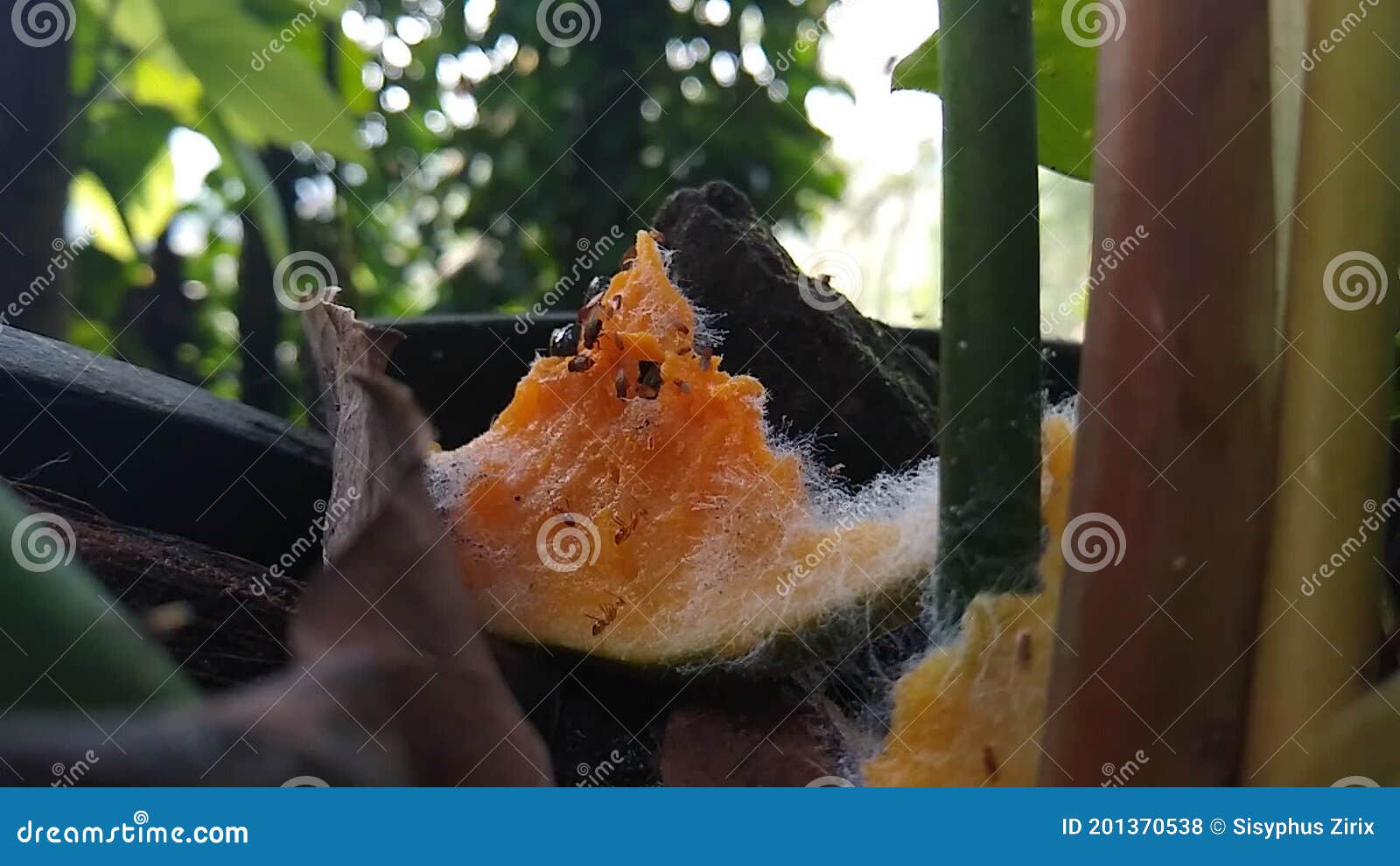 Fruit Flies Flying Around the Decaying Fruit Stock Footage - Video of ...