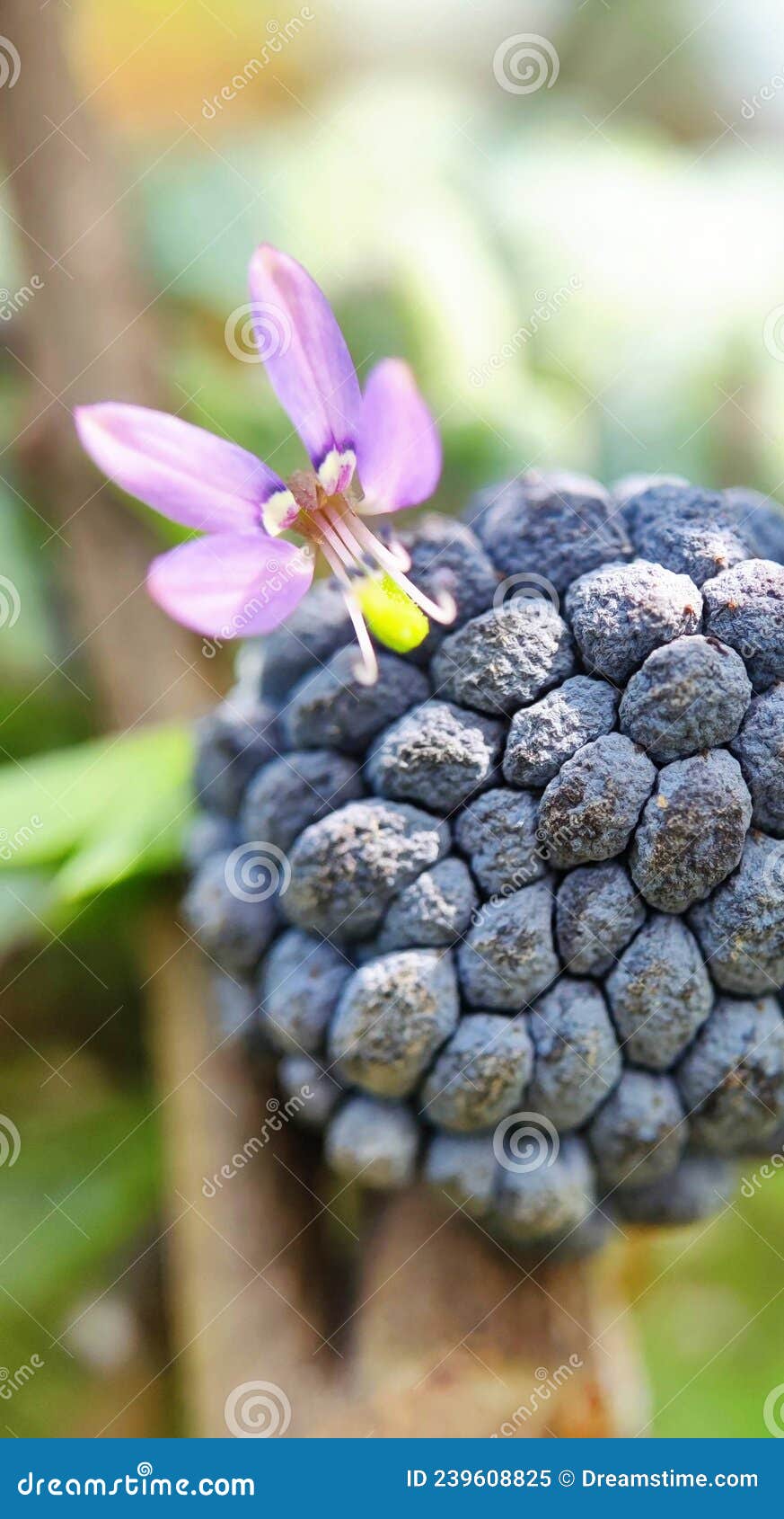 Markisa Fruit and flower stock image. Image of shrub - 239608825