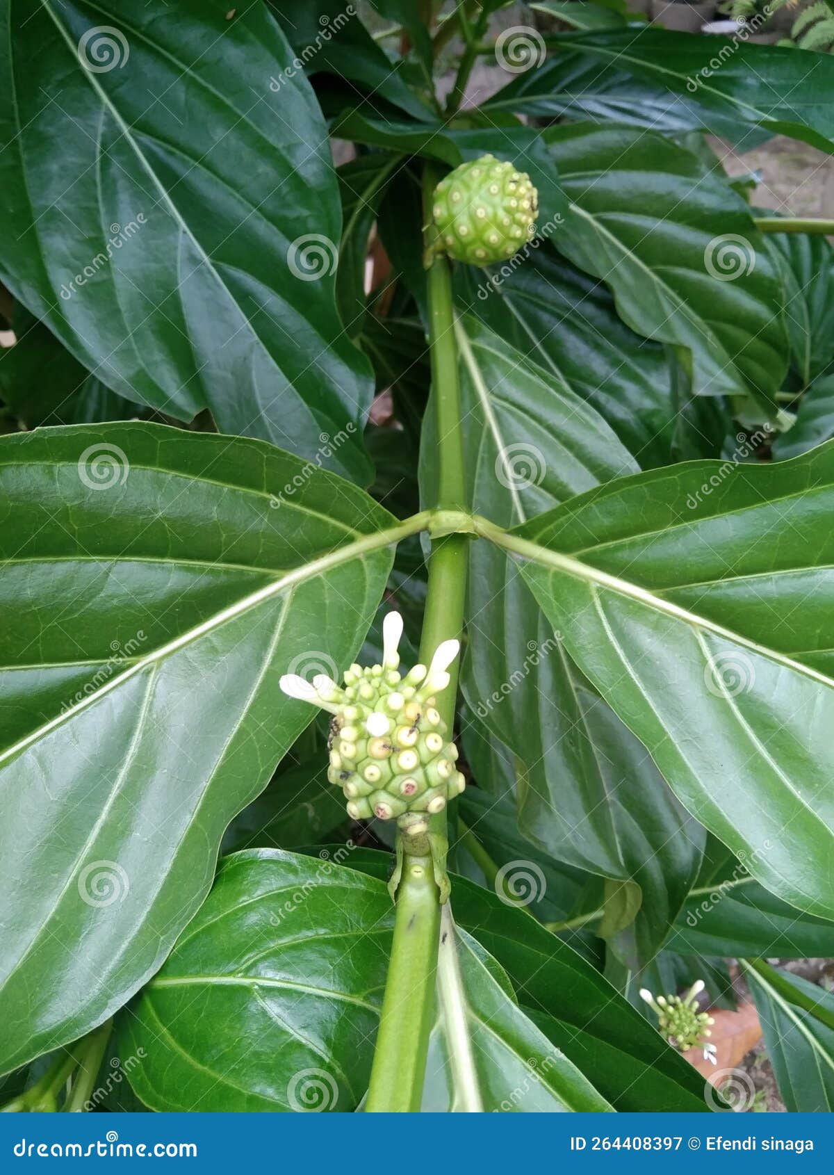 The Fruit and Flowers of the Noni Tree Stock Image - Image of leaf ...