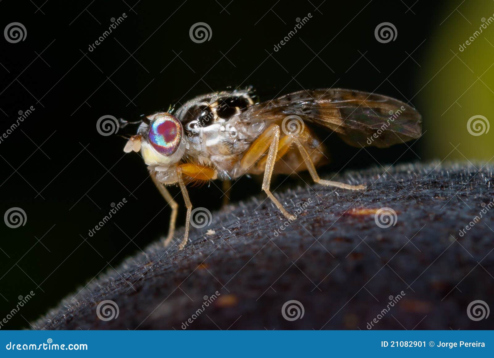 Fruit fly stock image. Image of nature, fruit, rural - 21082901