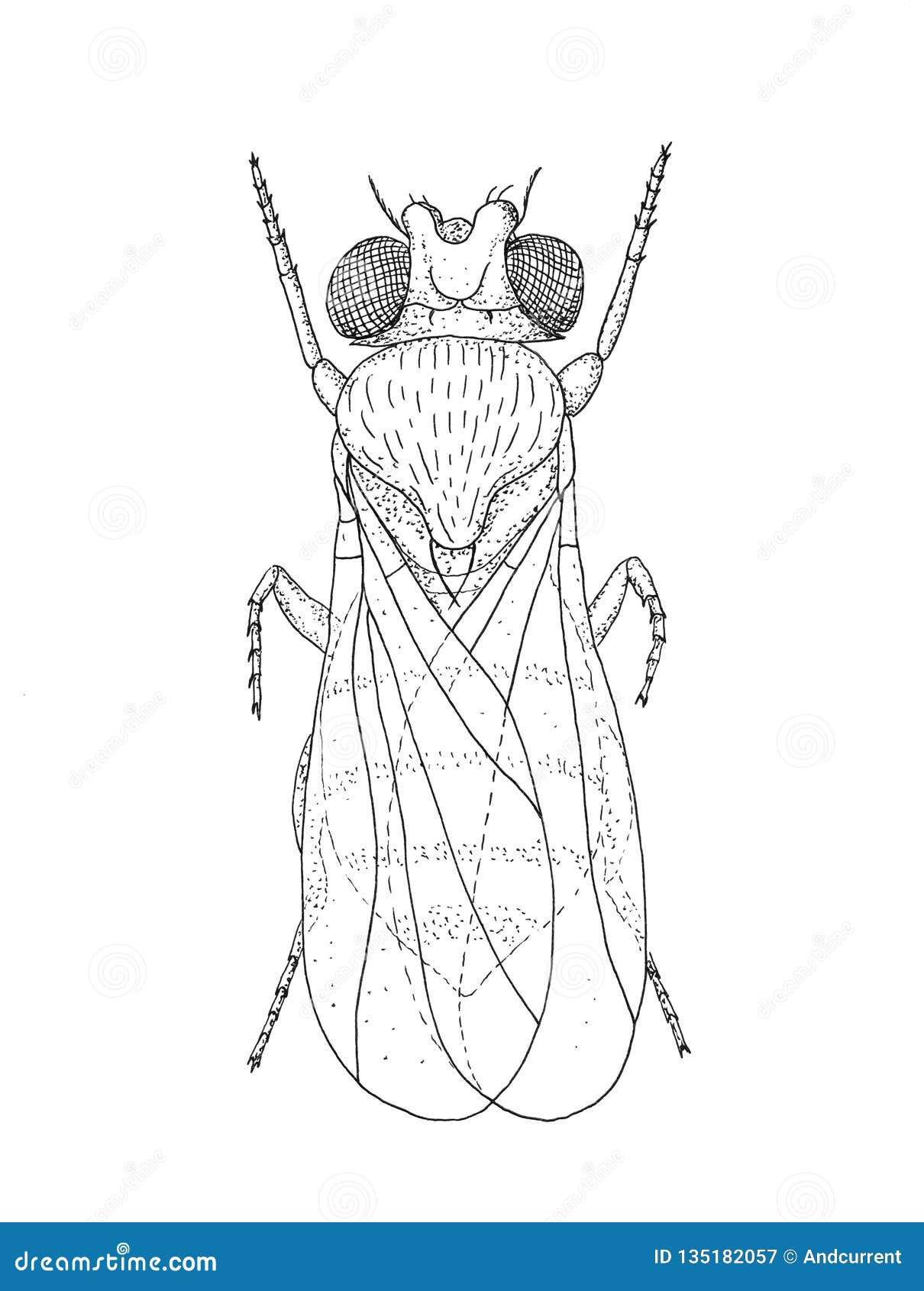 Drosophila Fruit Fly Insect Isolated. Male. Stock Photography ...
