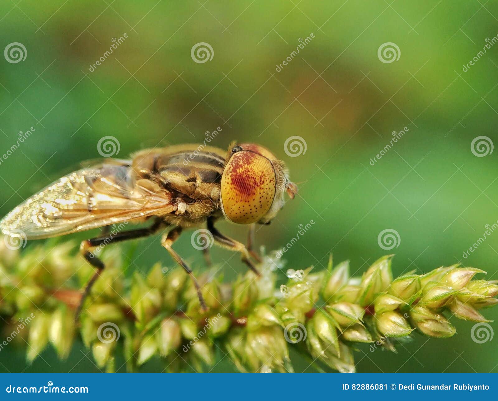Fruit fly stock image. Image of fruit, flies, shiny, shot - 82886081