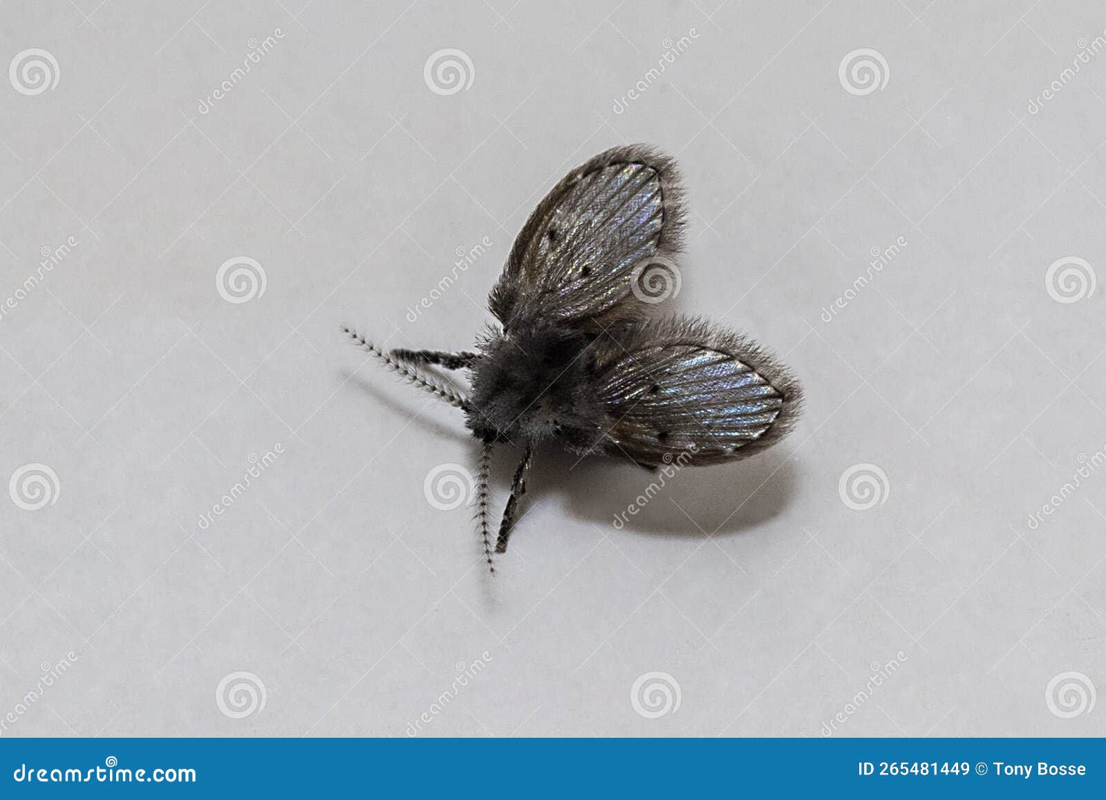 Fruit Fly, Closeup stock image. Image of insects, fruit - 265481449