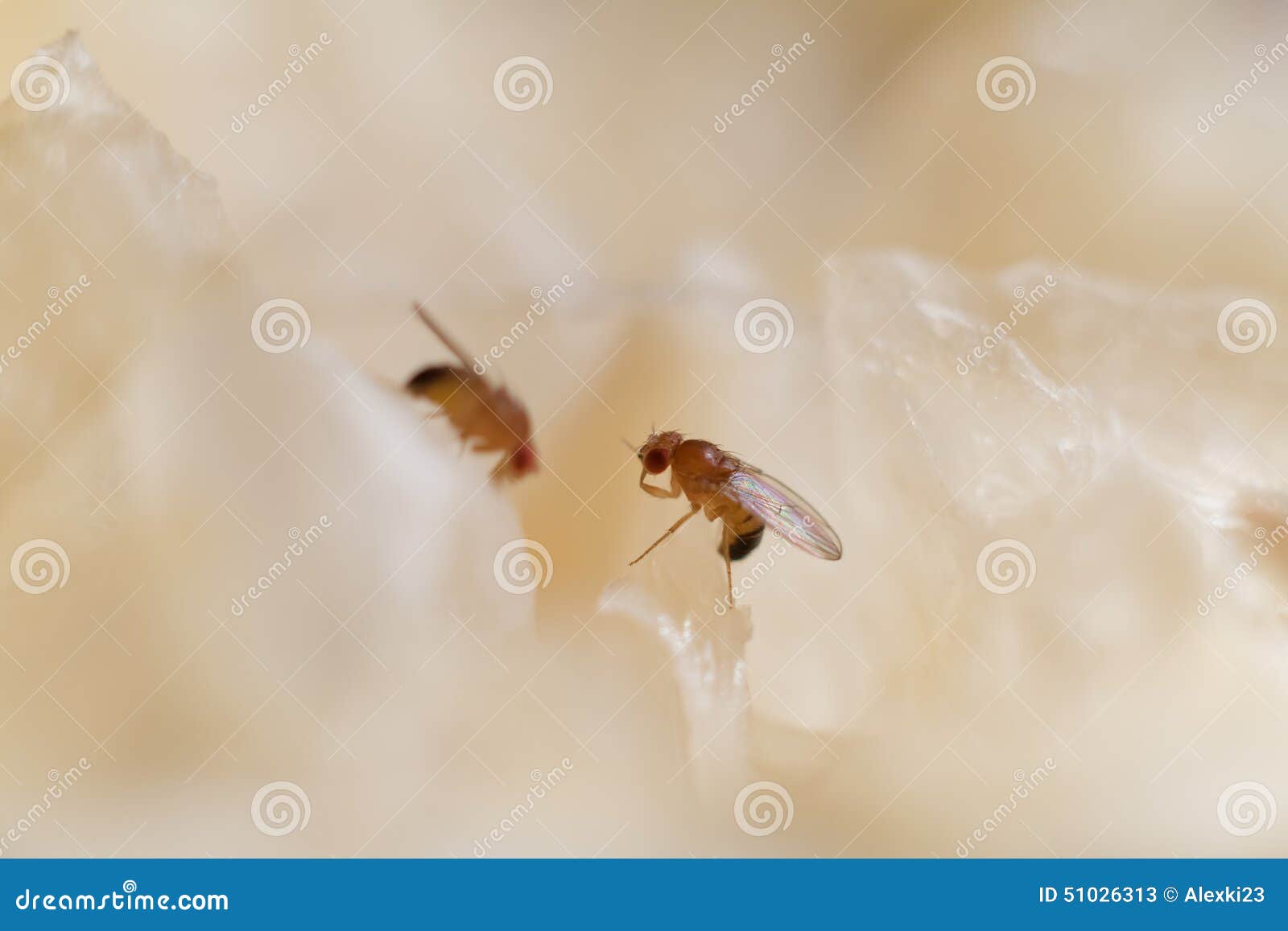 Fruit fly stock image. Image of lemon, organism, fruit - 51026313