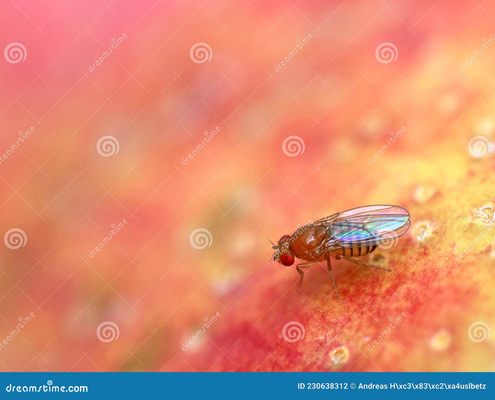 Fruit Fly, Drosophila Melanogaster, on Red Apple Surface, Close Up ...