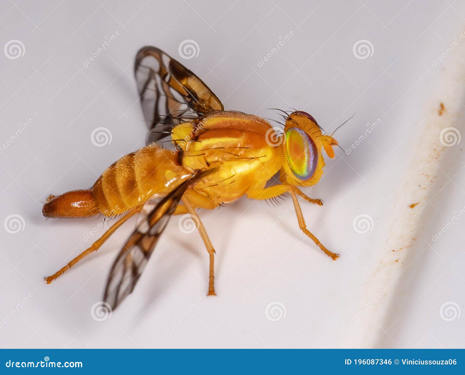 Fruit fly stock photo. Image of black, macro, color - 196087346