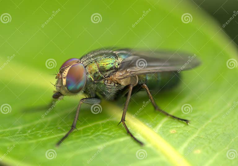 A fruit fly stock image. Image of green, sitting, fruit - 340705303